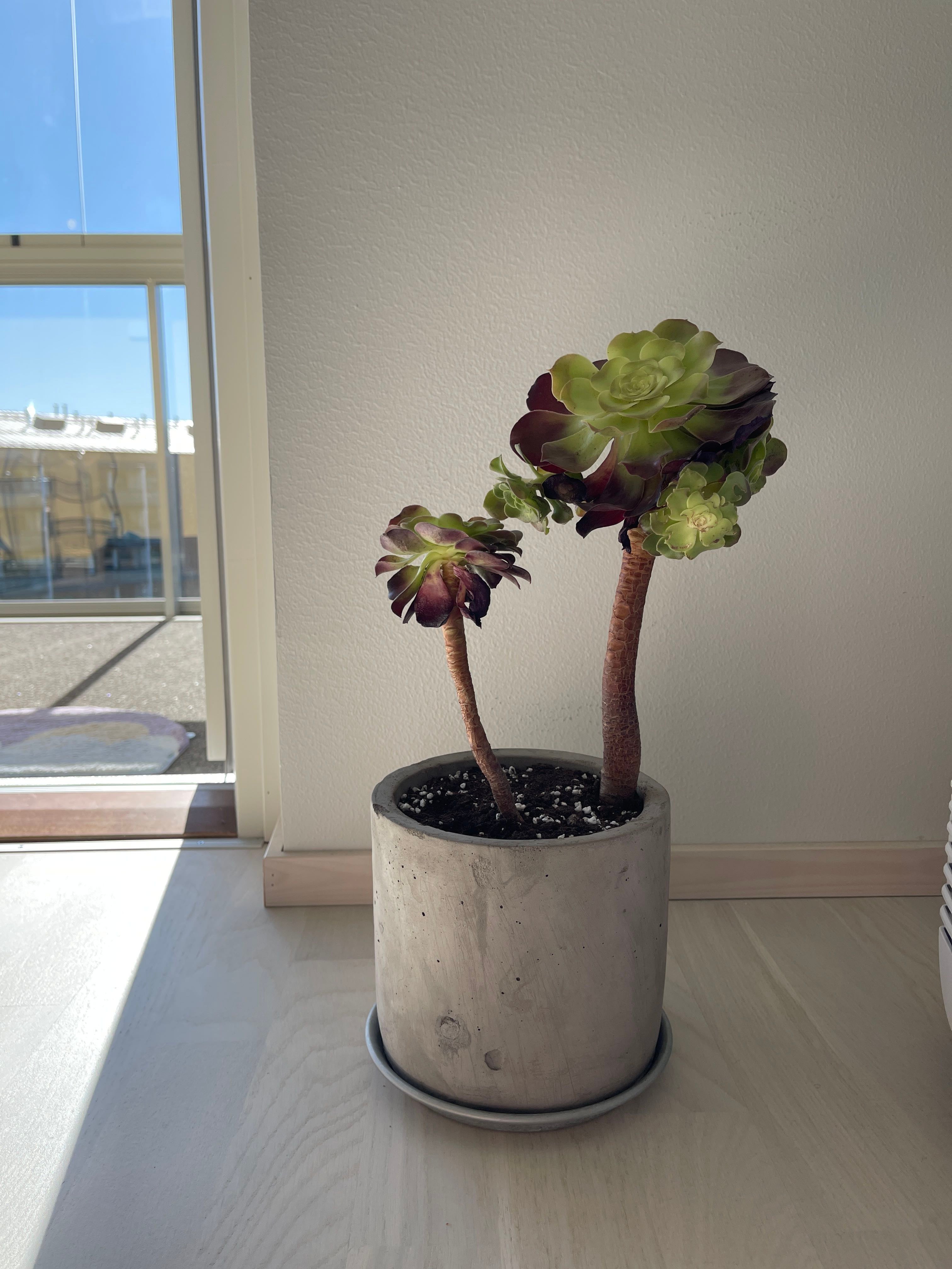 🌵 Ultimate Guide to Aeonium 'Zwartkop' Roots