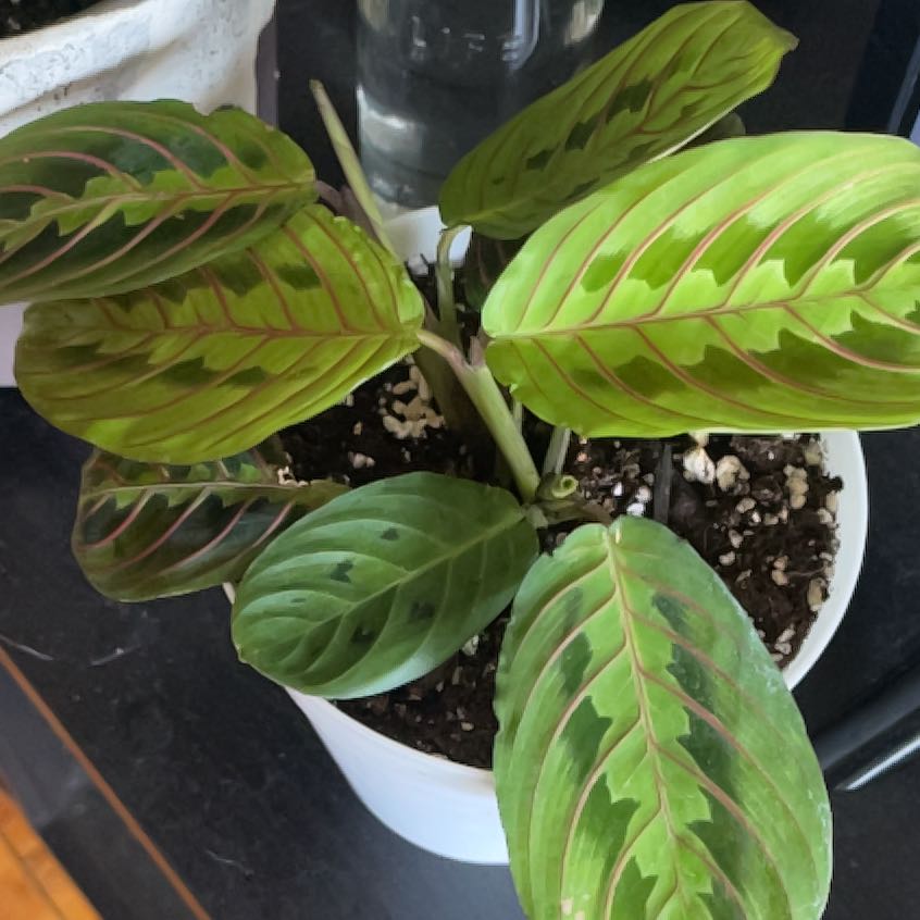 Mando | A plant by @wrenders on Greg