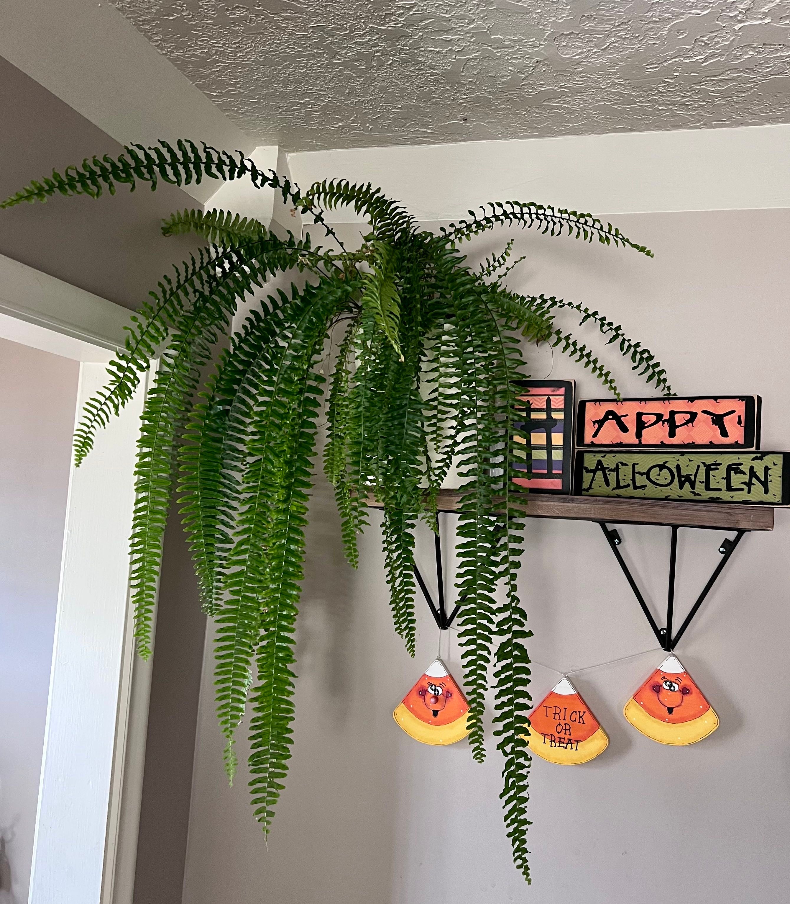 Superb Sally the Boston fern update!!!