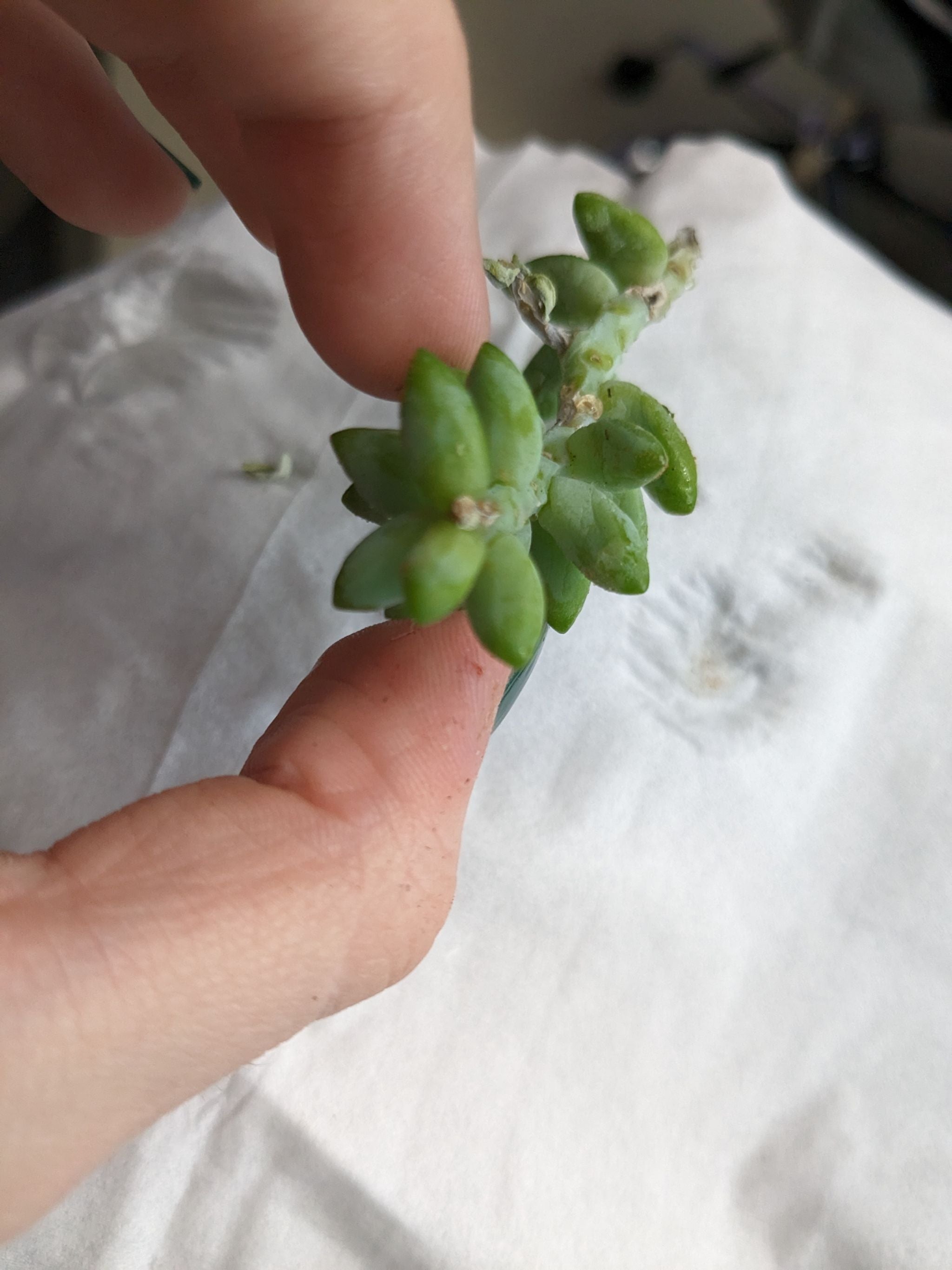 Why Are There Brown Spots on My Donkey Tail?