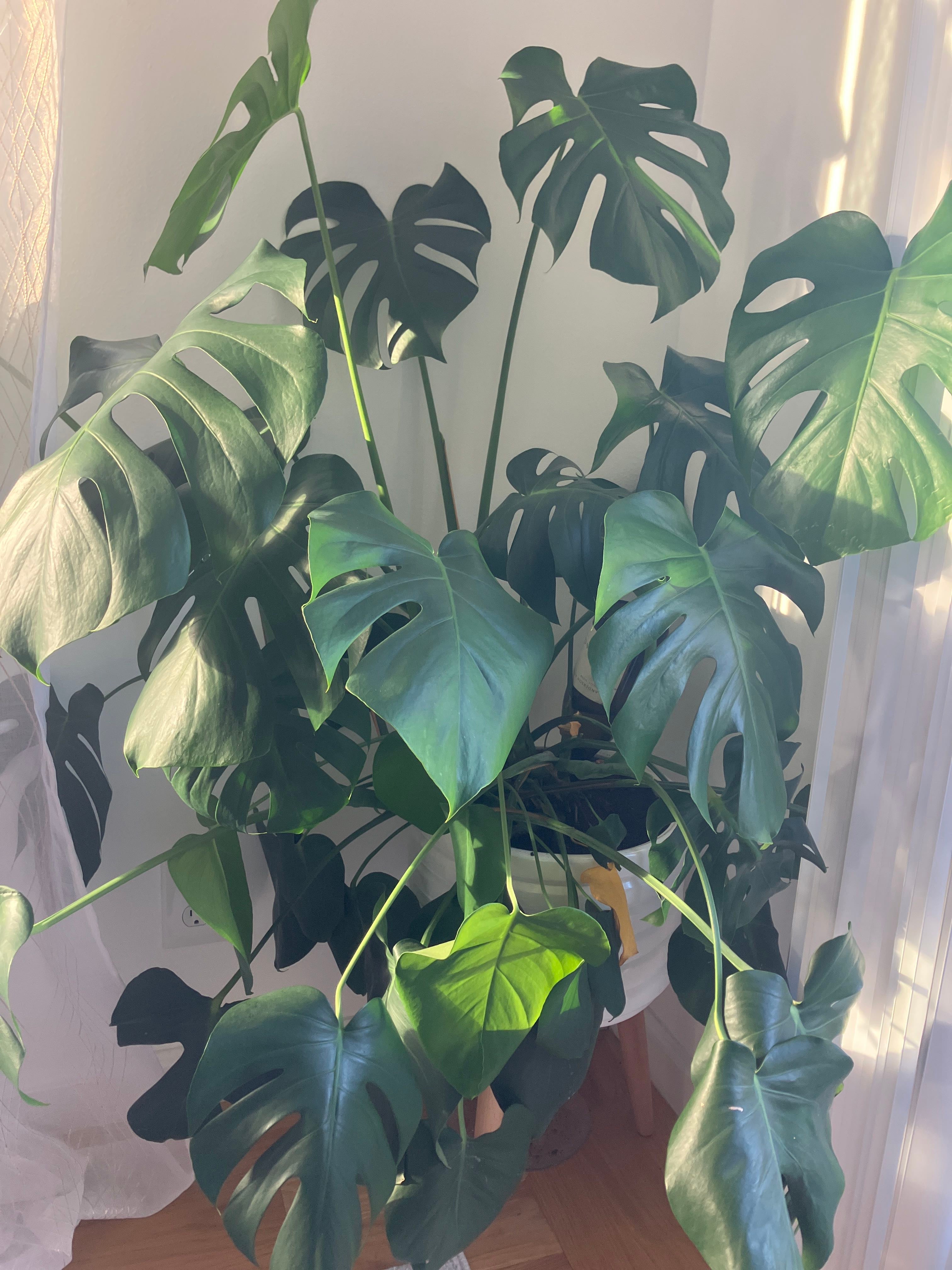 Drooping Monstera