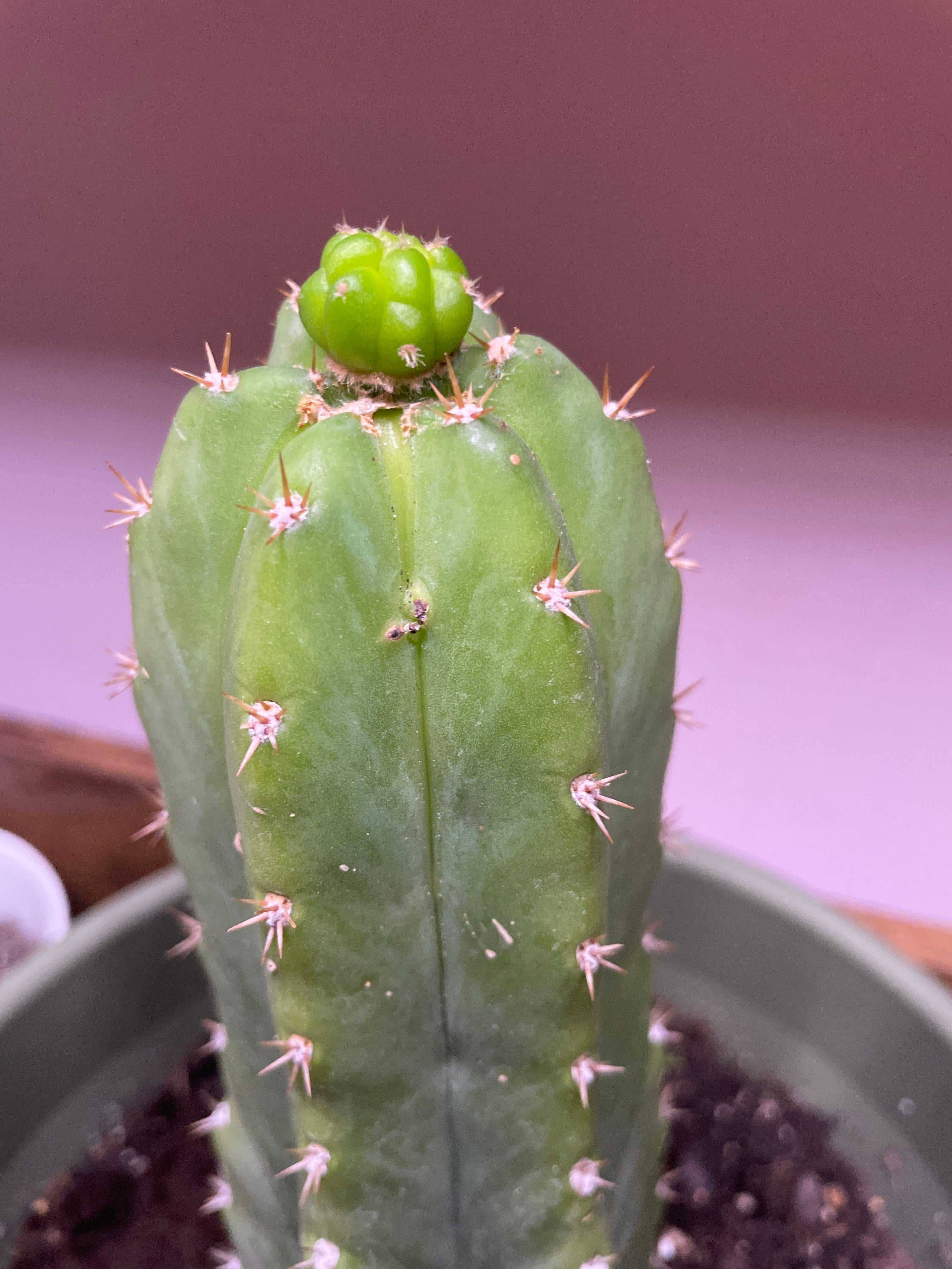 Is my San Pedro cactus bud normal?