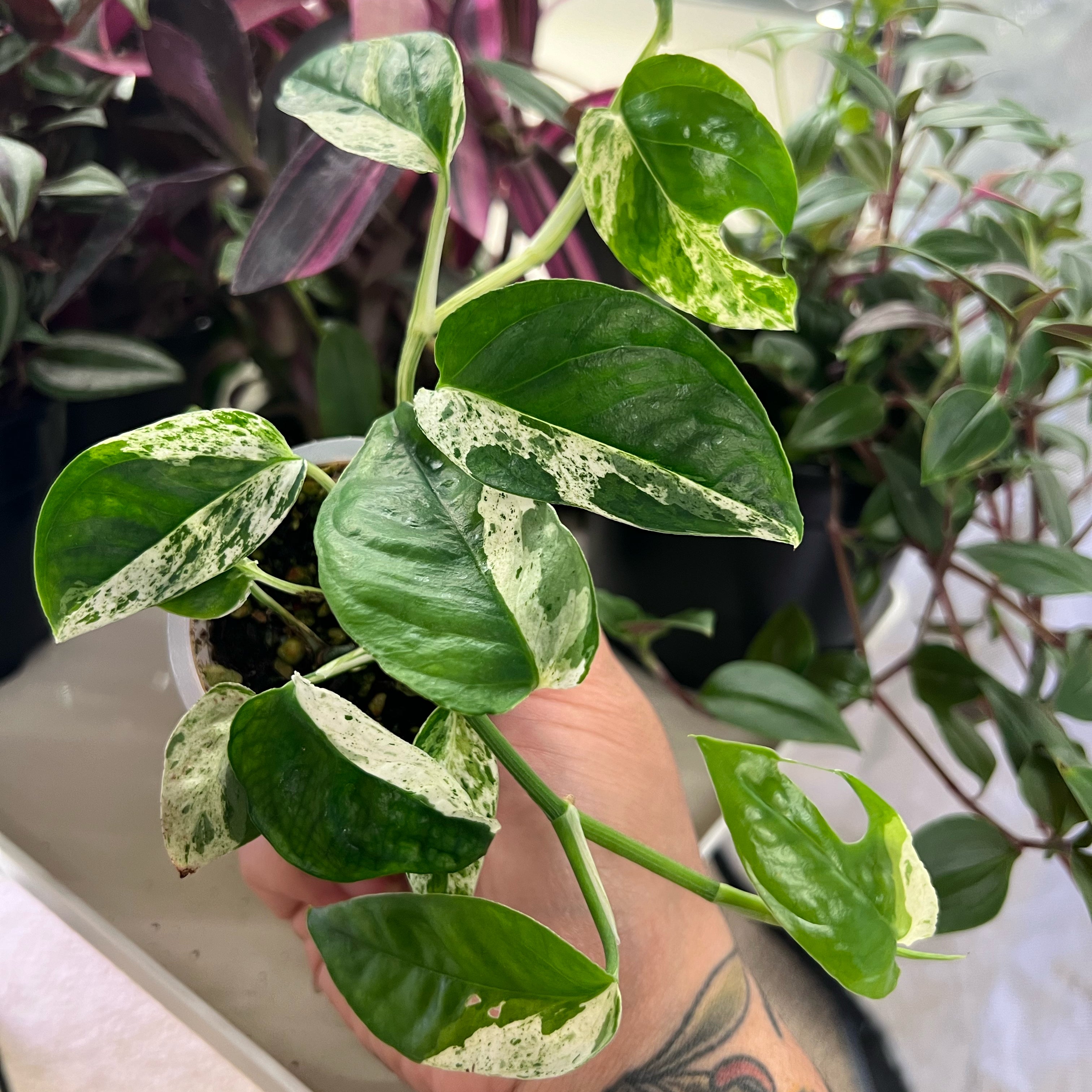 10 Advantages of Having a Marble Epipremnum pinnatum