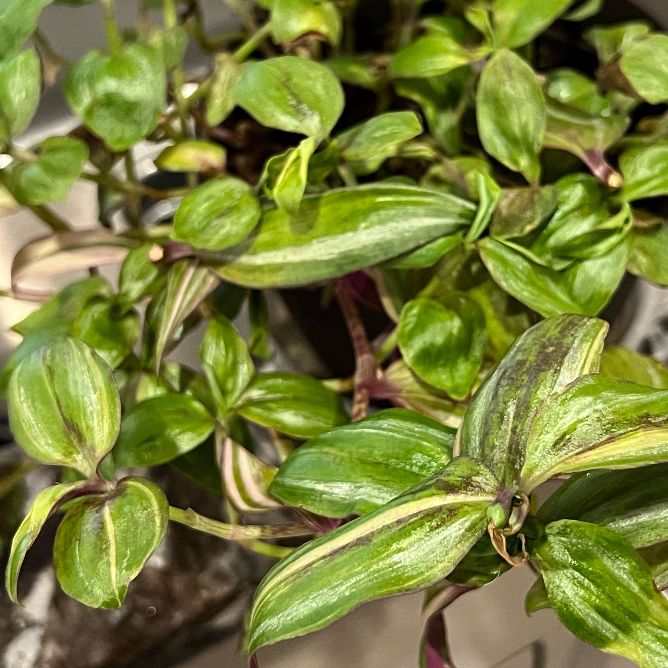 The Complete 'Multicolor Discolor' Plant Care Guide: Water, Light & Beyond