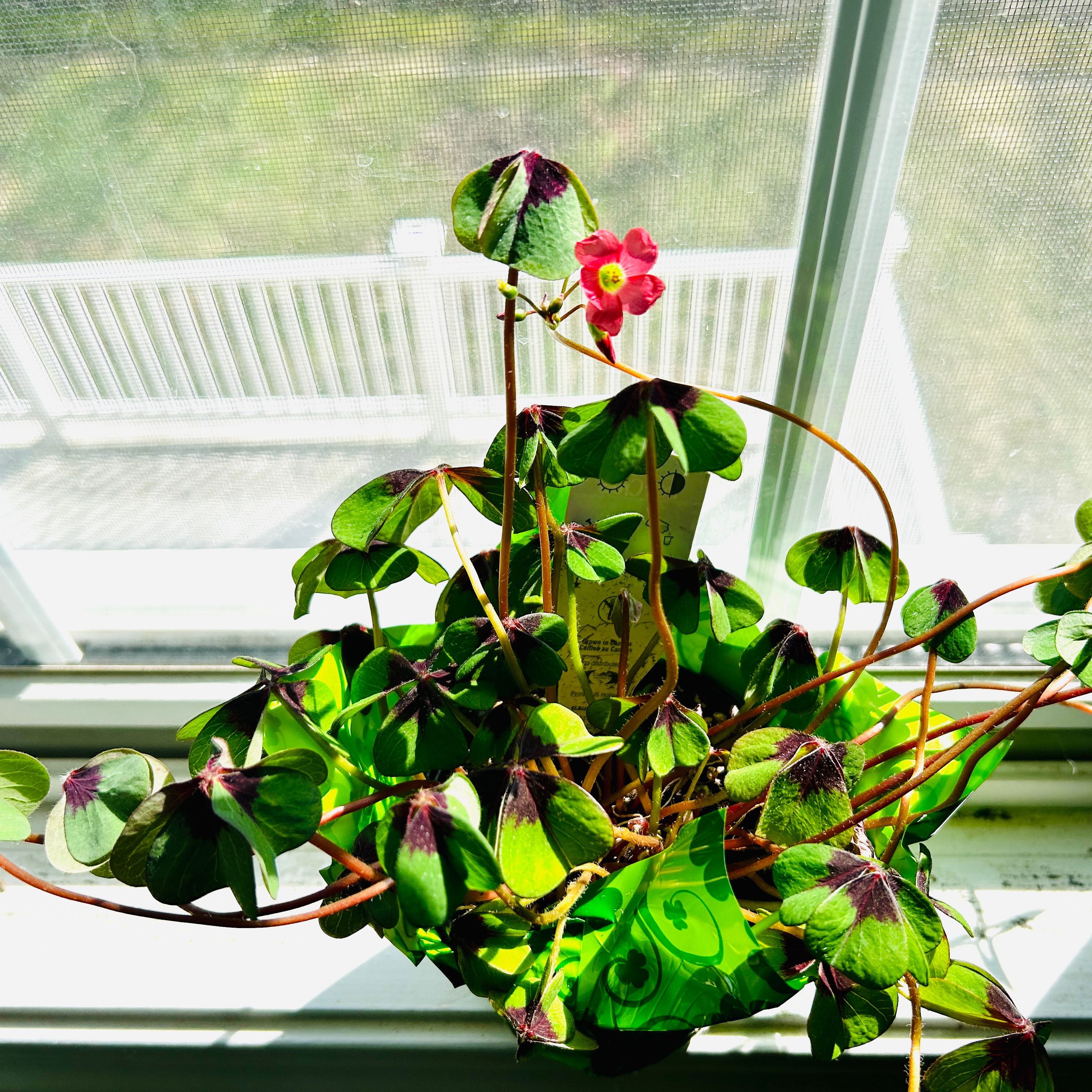 🍀 How to Get a Shamrock to Bloom