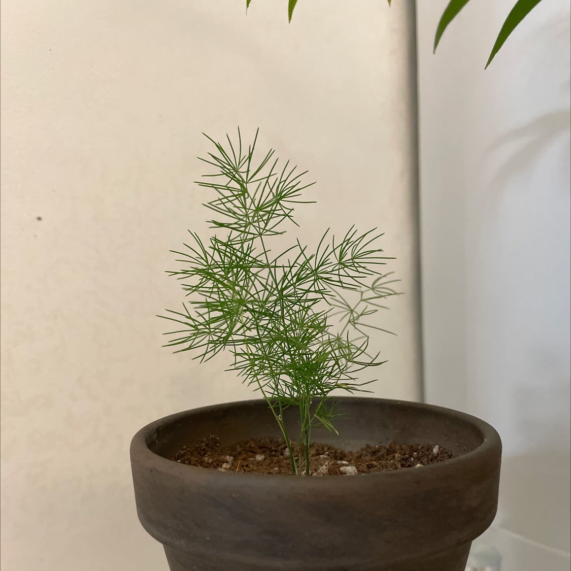 Best Soil for Ming Fern