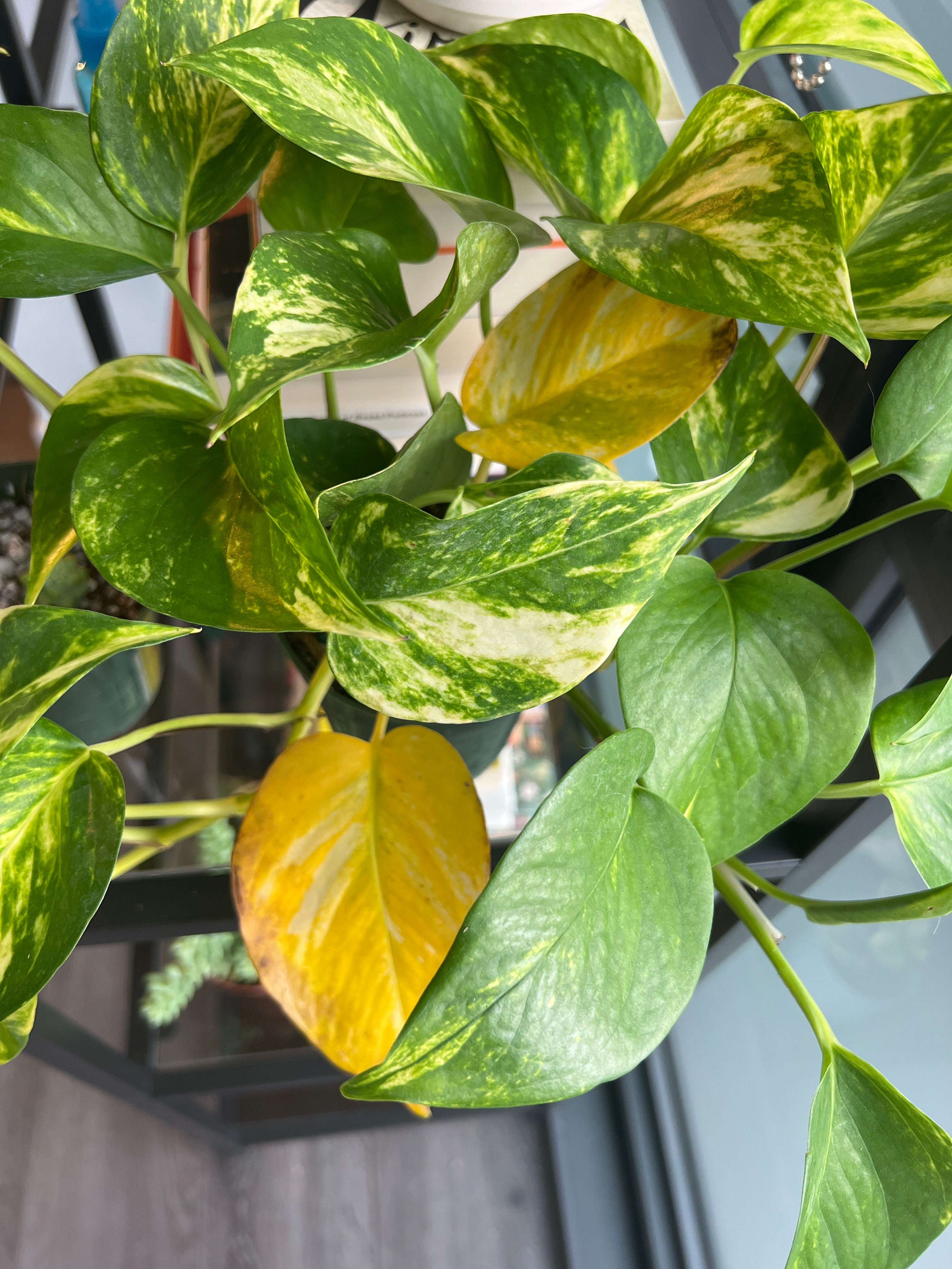 Hawaiian Pothos: How Much Water & Light Does it Need to Thrive?