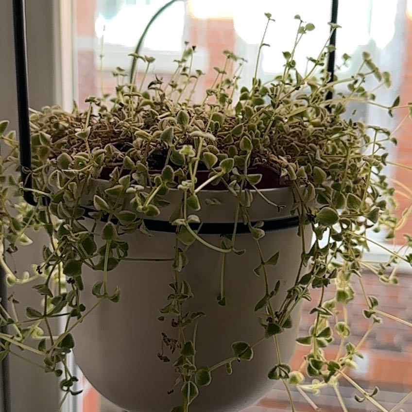 🌞 How Much Sunlight For Your Sedum 'Little Missy'