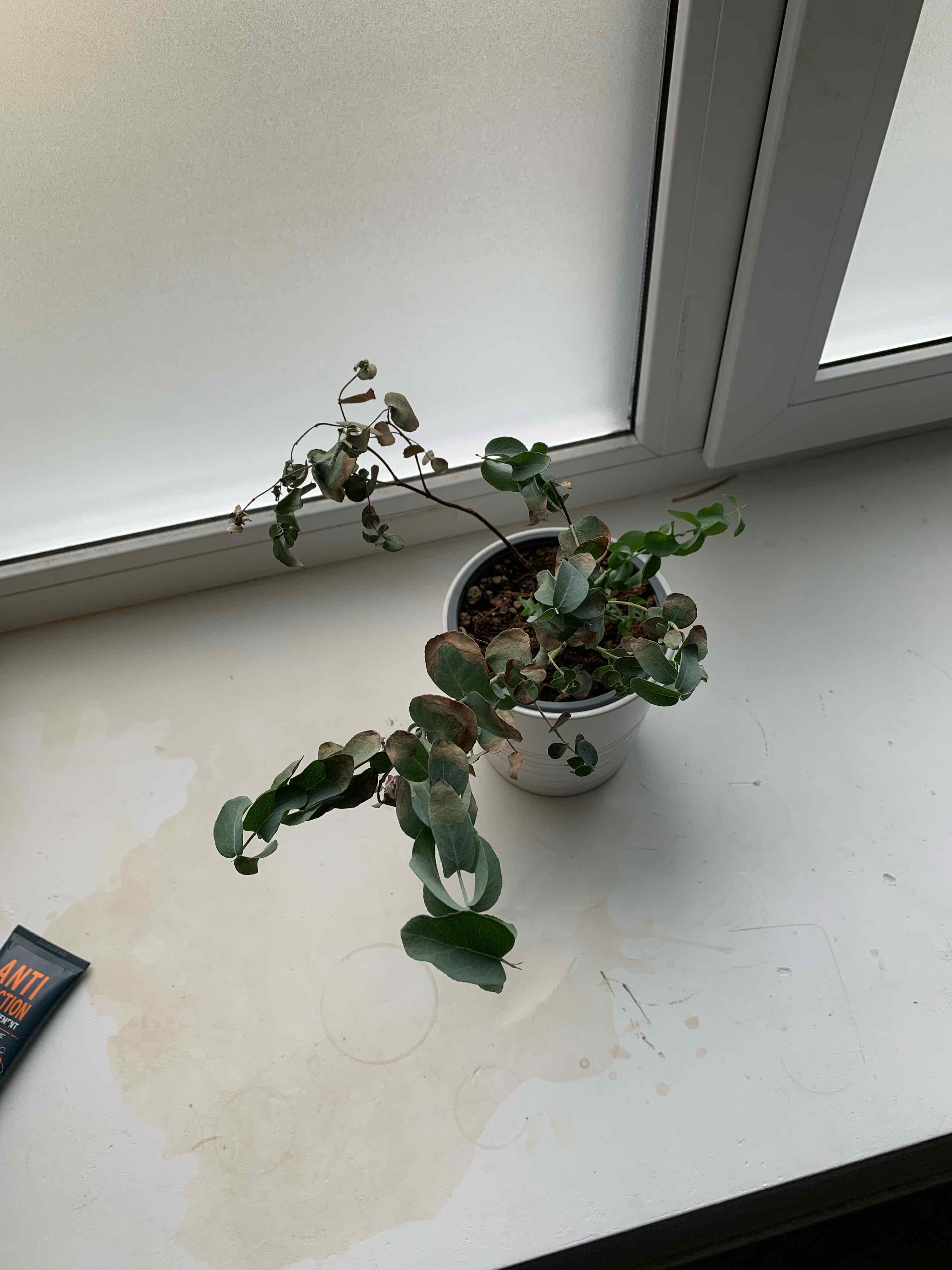 Propagating Your Cider Gum: Step-by-Step Guide