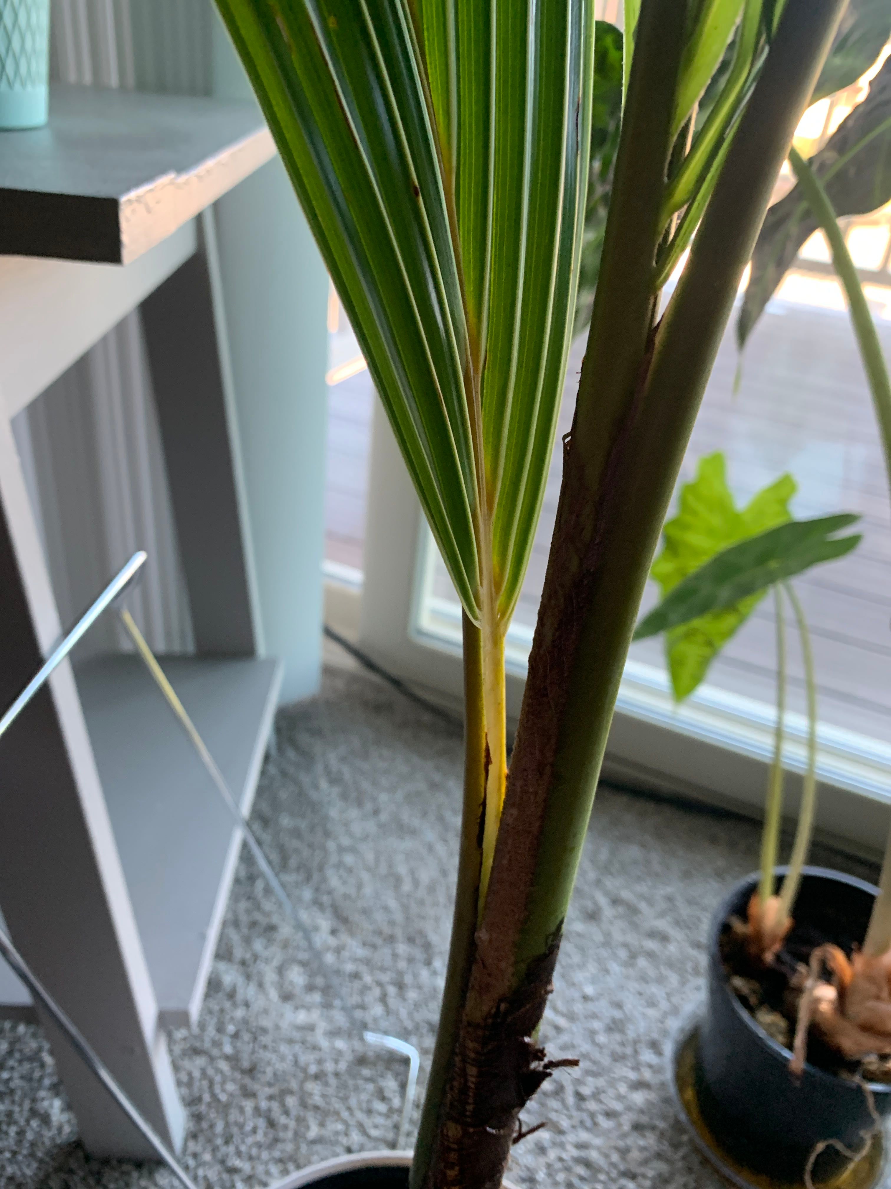 5 Dwarf Coconut Varieties You Didn't Know About 🥥