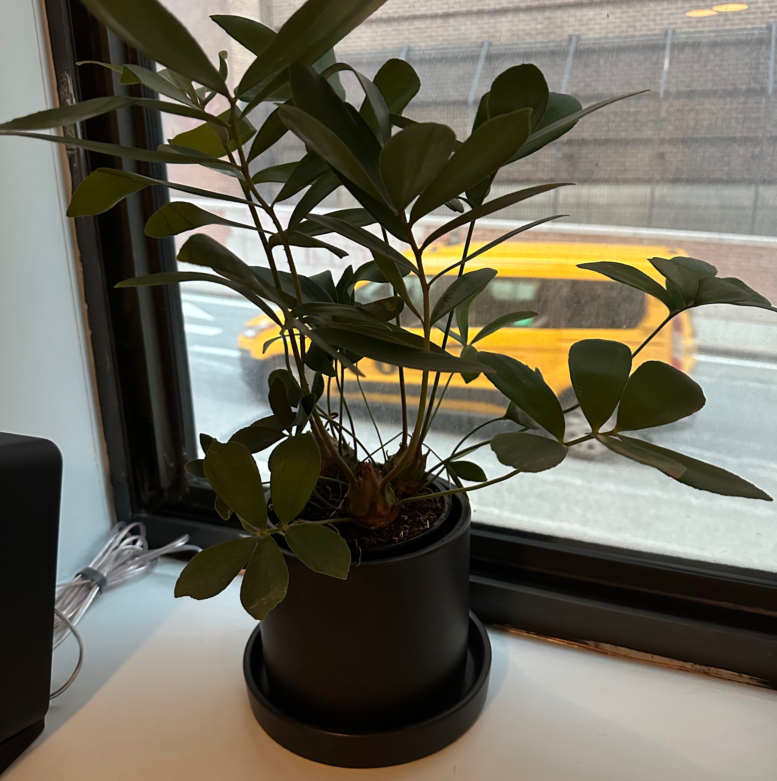 How Do I Propagate My Cardboard Palm?