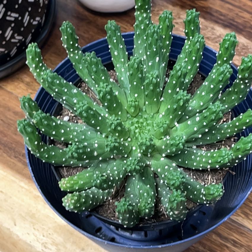 How to Care for medusa cactus: Mastering Water, Sunlight & More