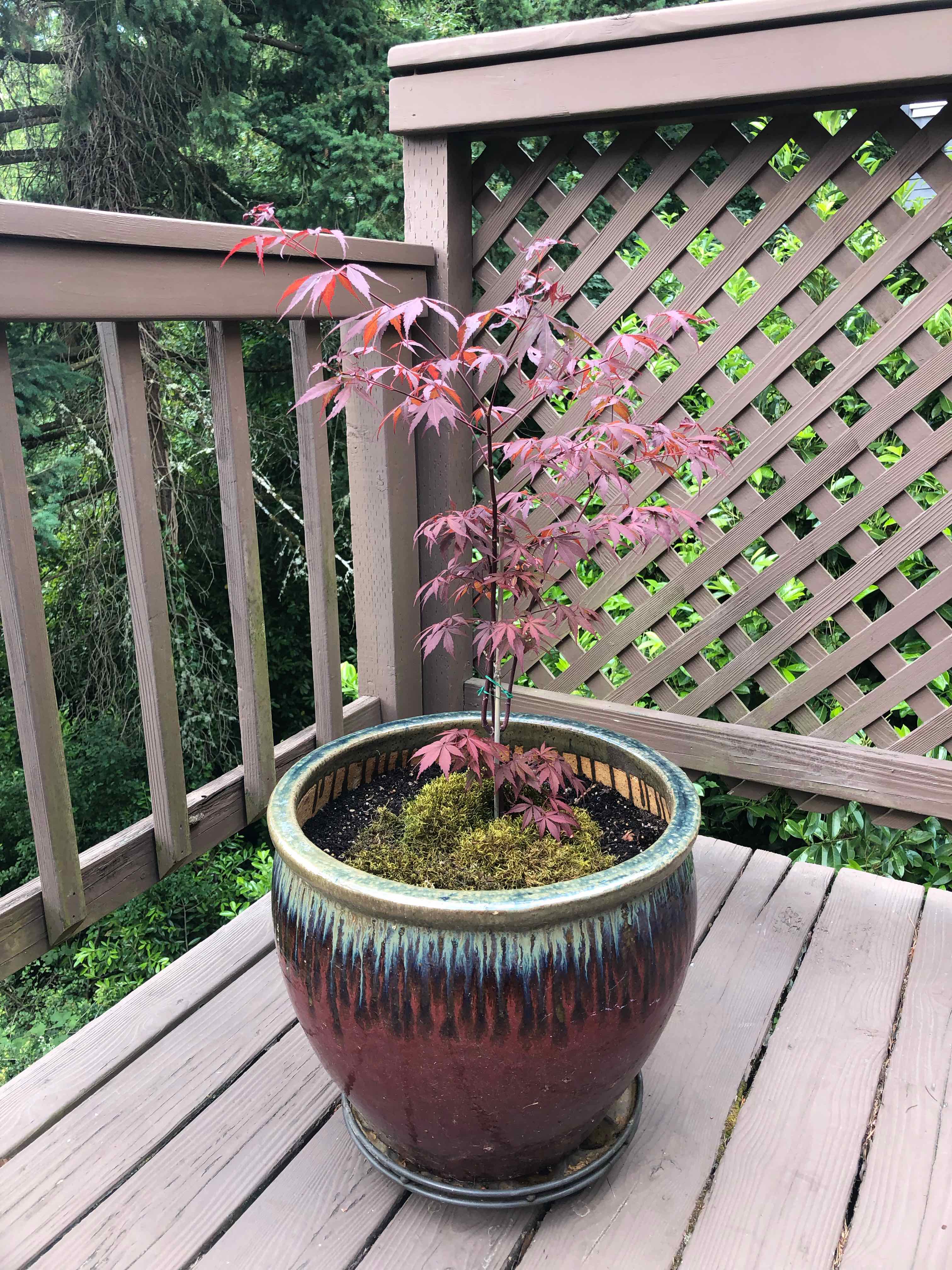 Best Potting Soil Mix for Japanese Maple