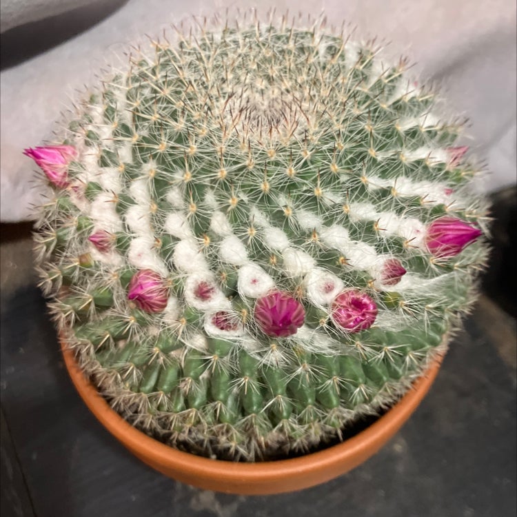 🌞 My Mammillaria Formosa's Light Requirements
