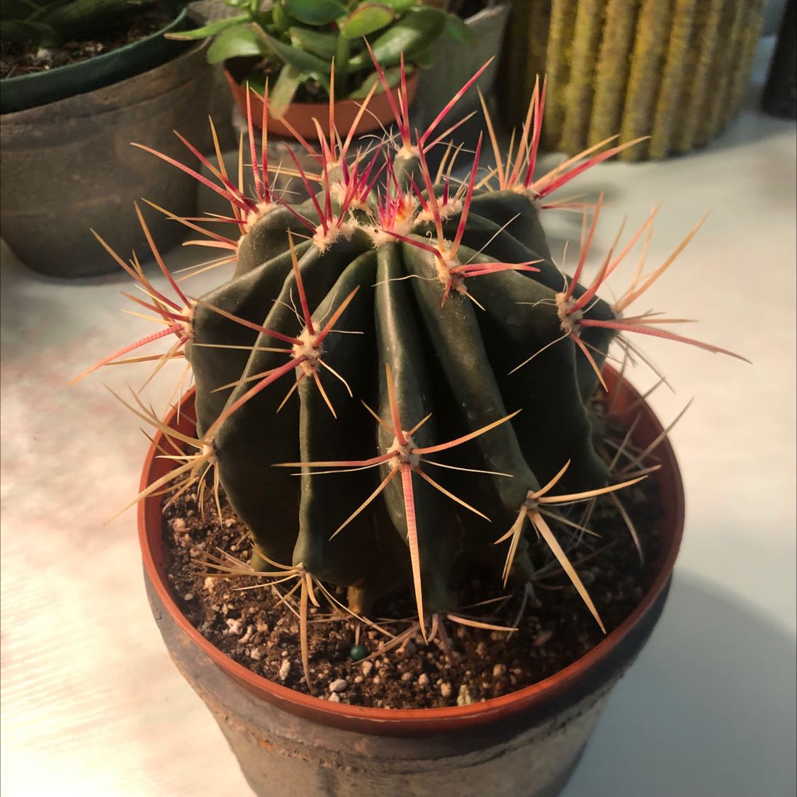 🌞 My Ferocactus robustus's Light Requirements