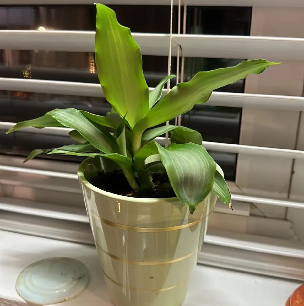 Propagating Your Corn Plant: Step-by-step Guide