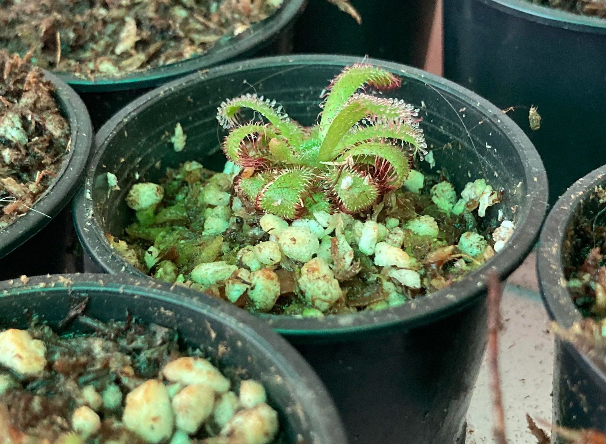 Admirable Sundew Care 101: Water, Light & Growing Tips