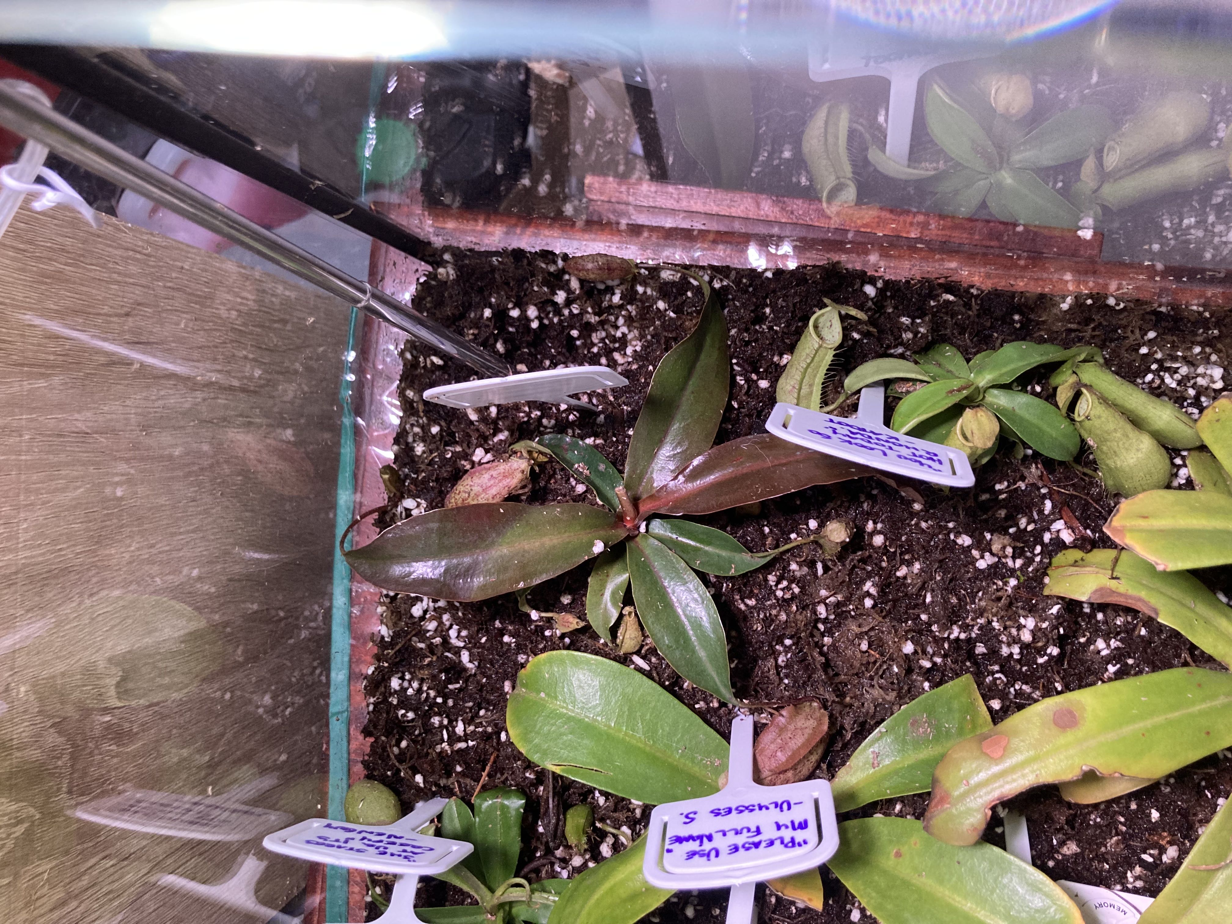 The Complete Nepenthes suki Plant Care Guide: Water, Light & Beyond