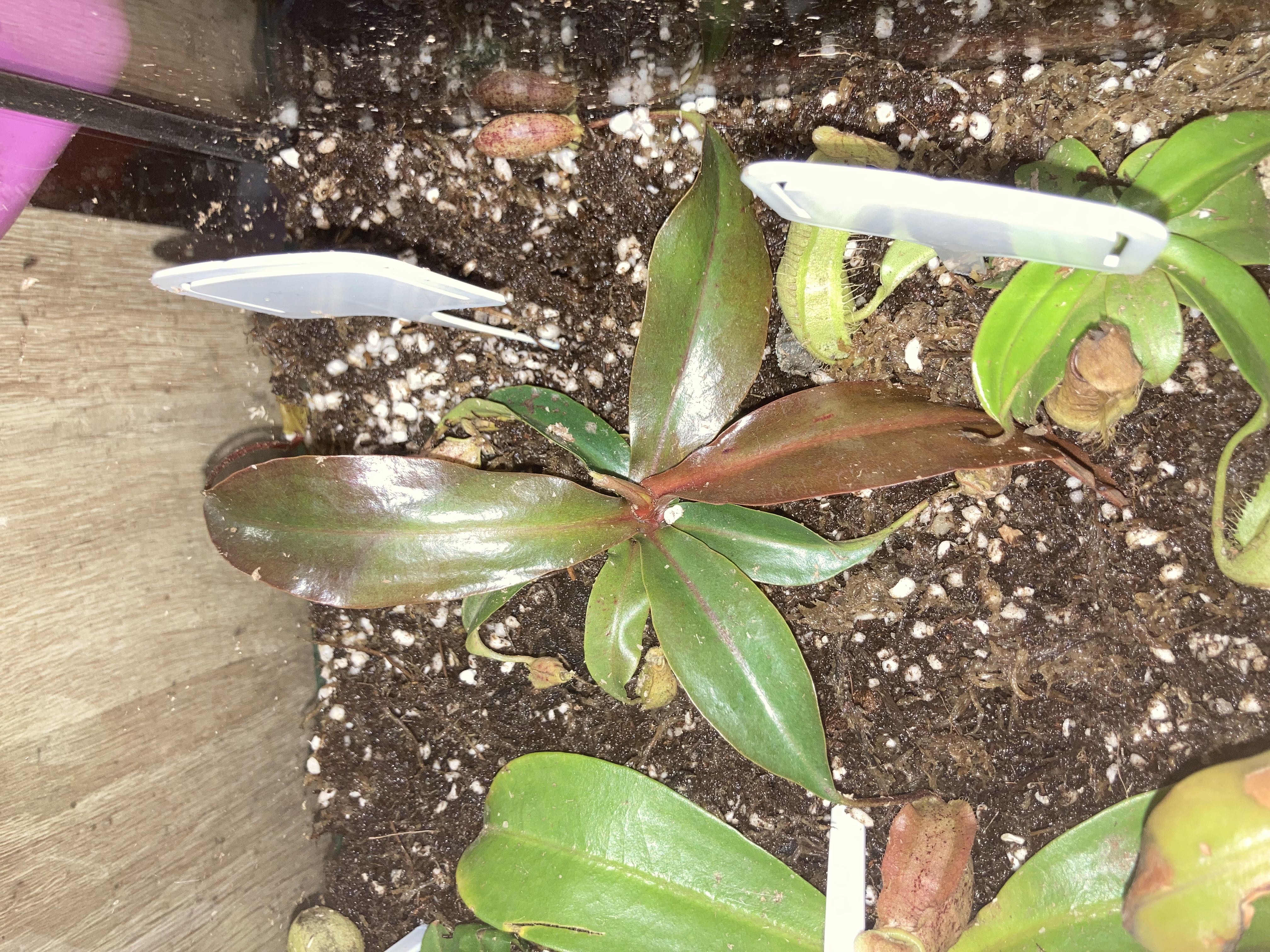 The Complete Nepenthes suki Plant Care Guide: Water, Light & Beyond