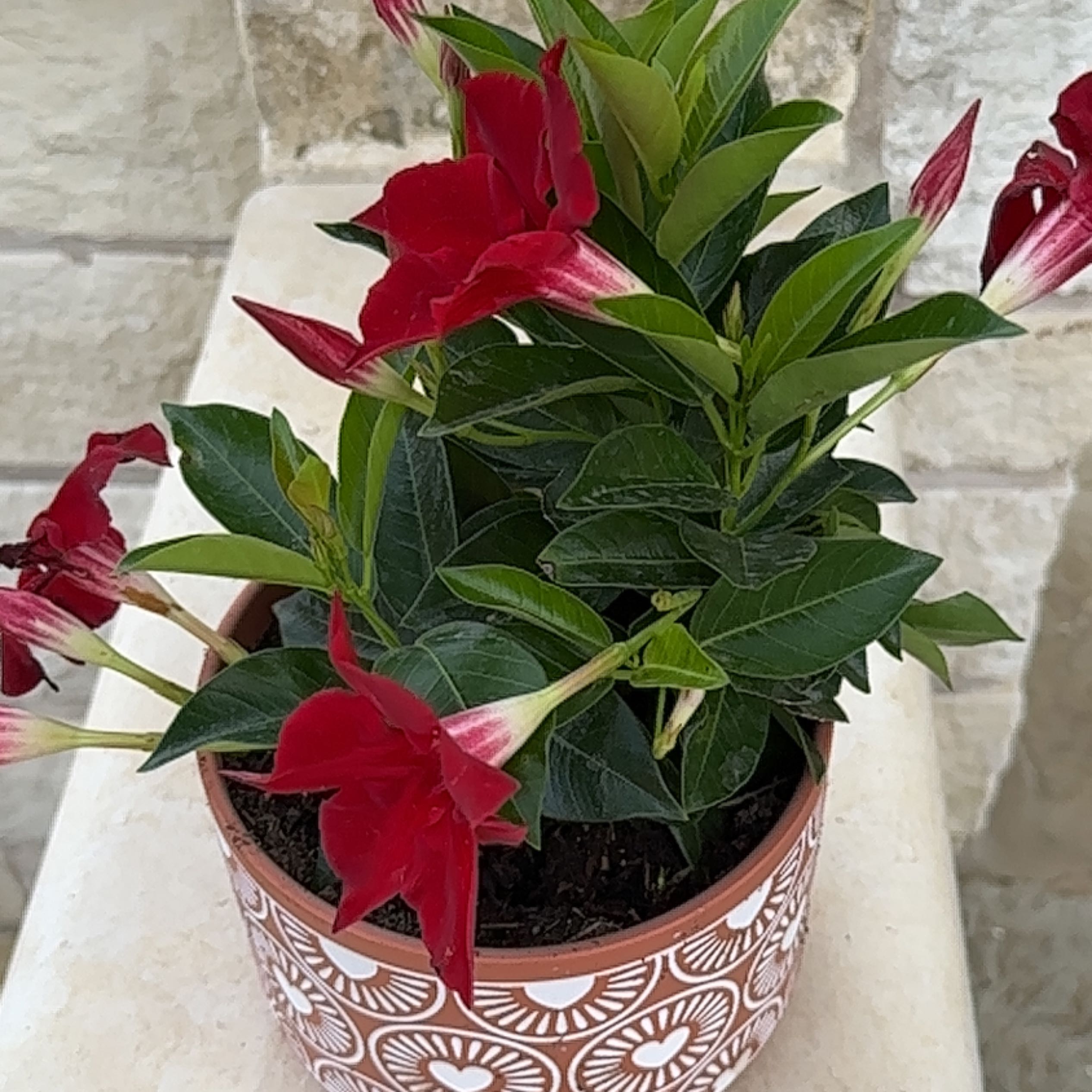 Dipladenia 'Rio' - Fertilizing 101