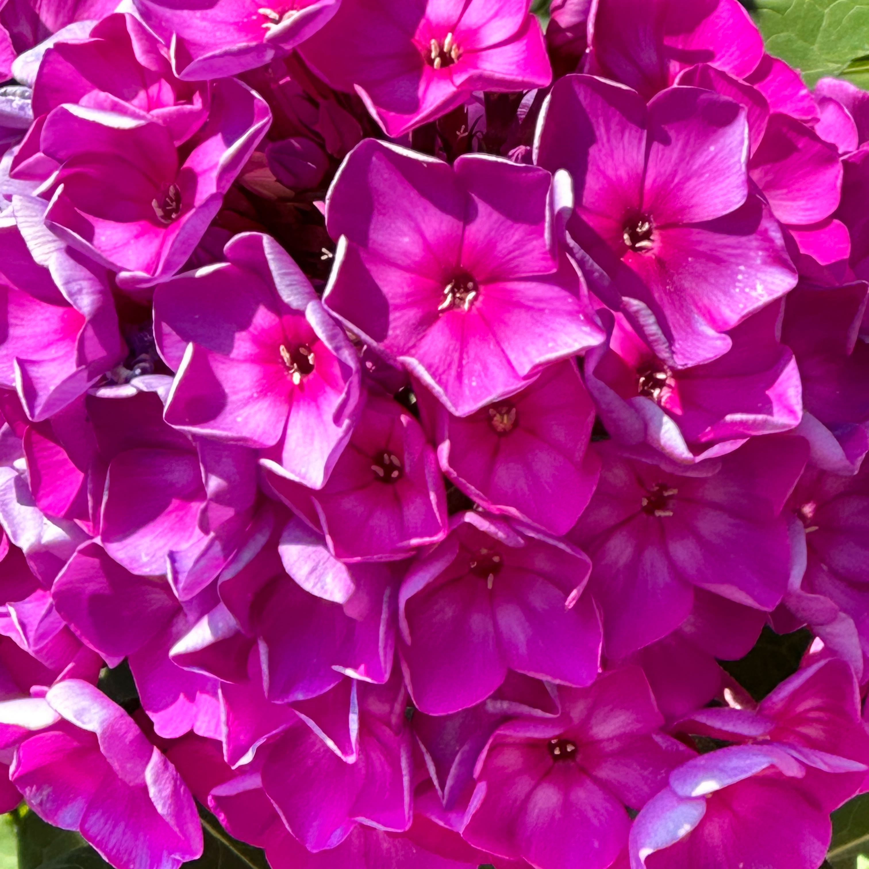 Propagating Garden Phlox: Step-by-Step Guide