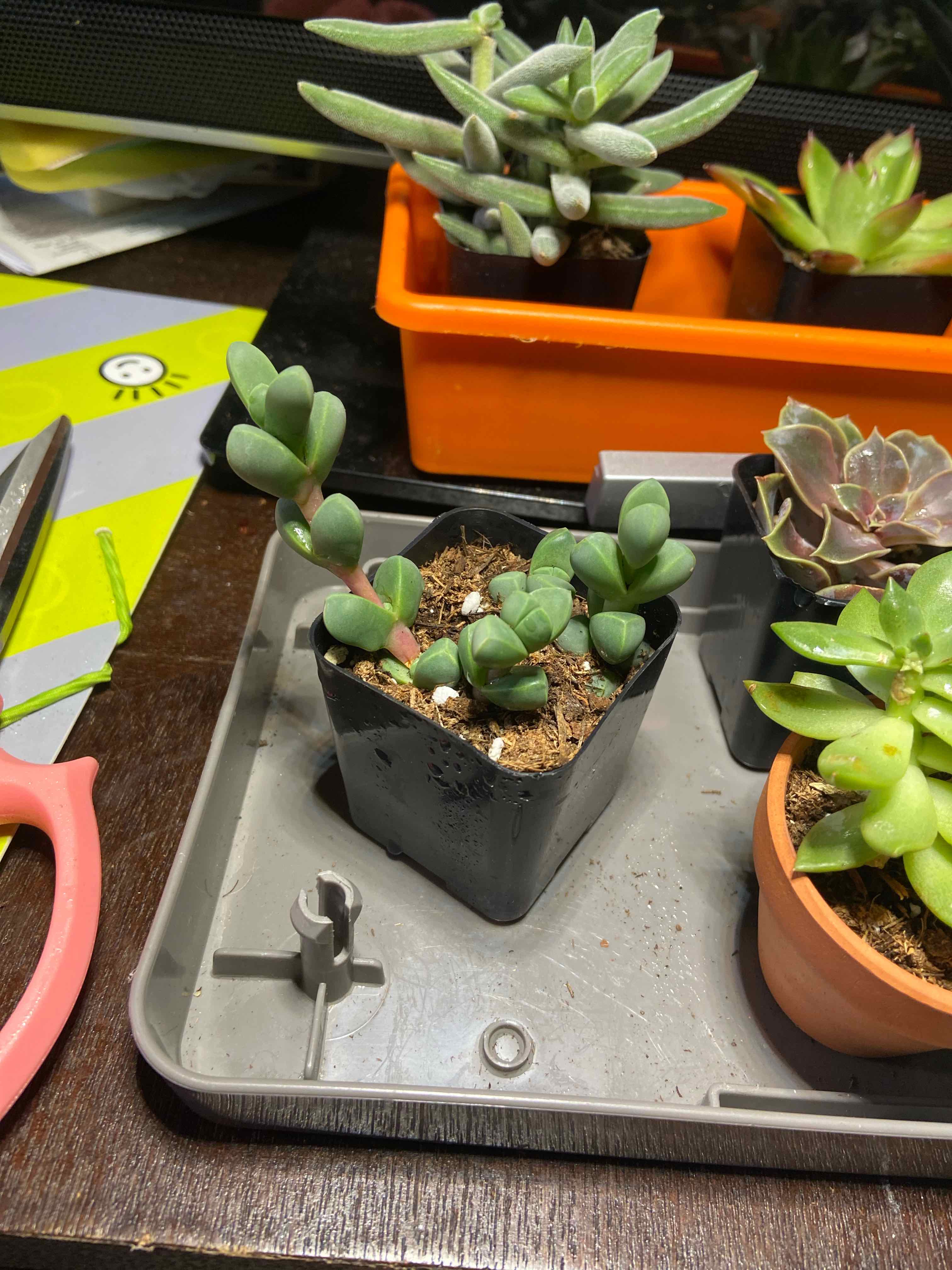 Fertilizing My Astridia velutina to Double Its Growth