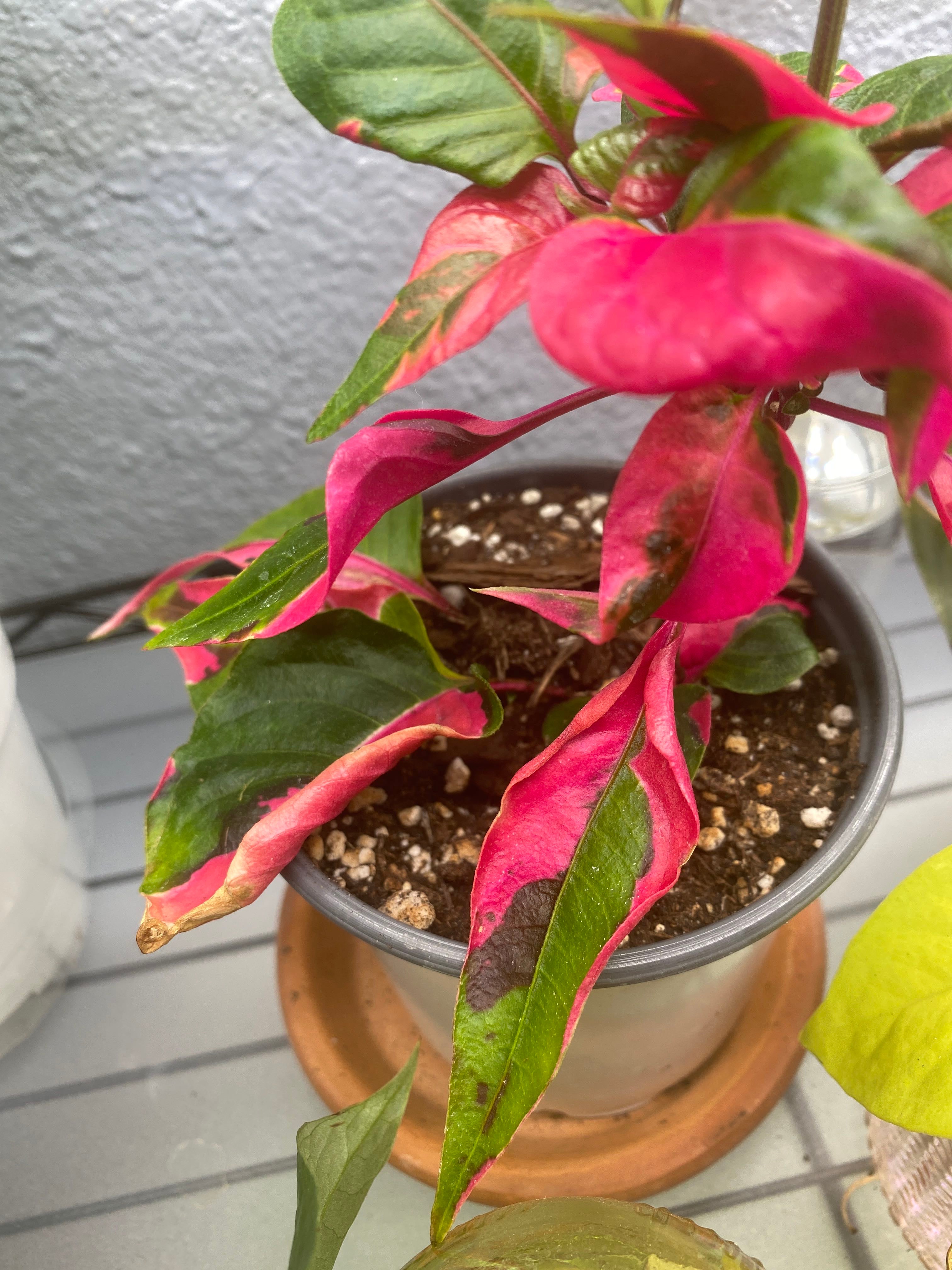 Red Threads Alternanthera Plant Care: Water, Light, Nutrients | Greg App 🌱