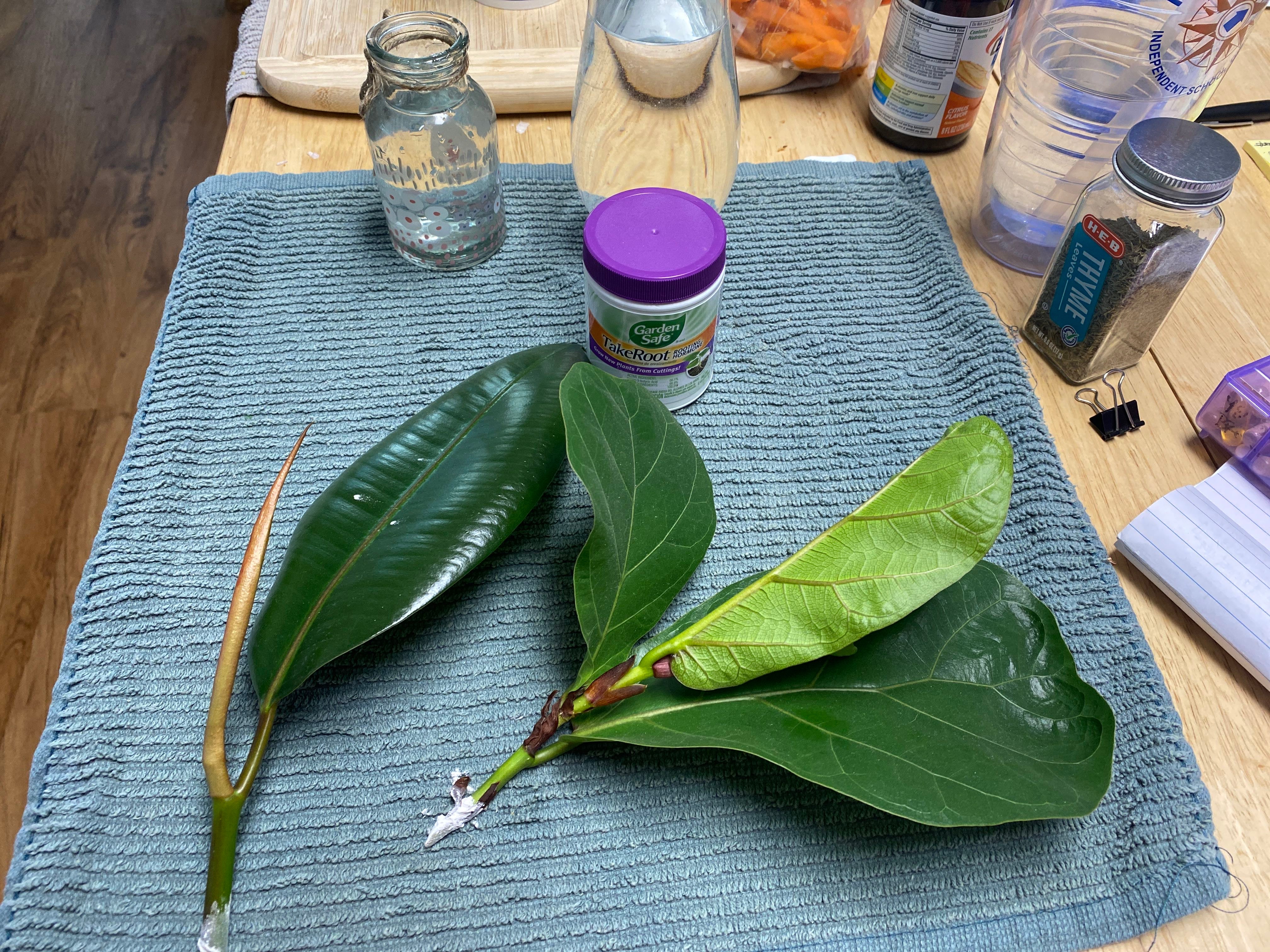 Whacked my rubber tree and FLF top! 😳😳