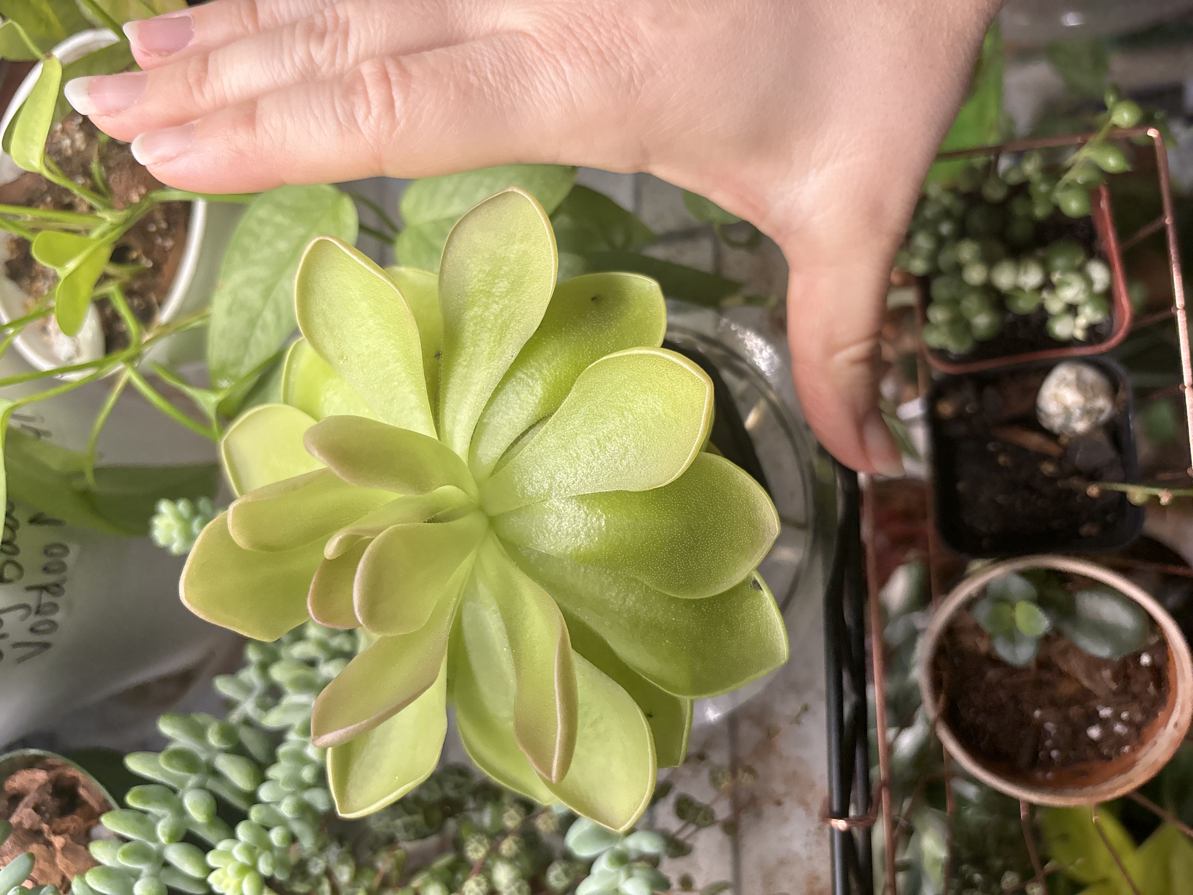 How to Care for Common Butterwort: Mastering Water, Sunlight & More