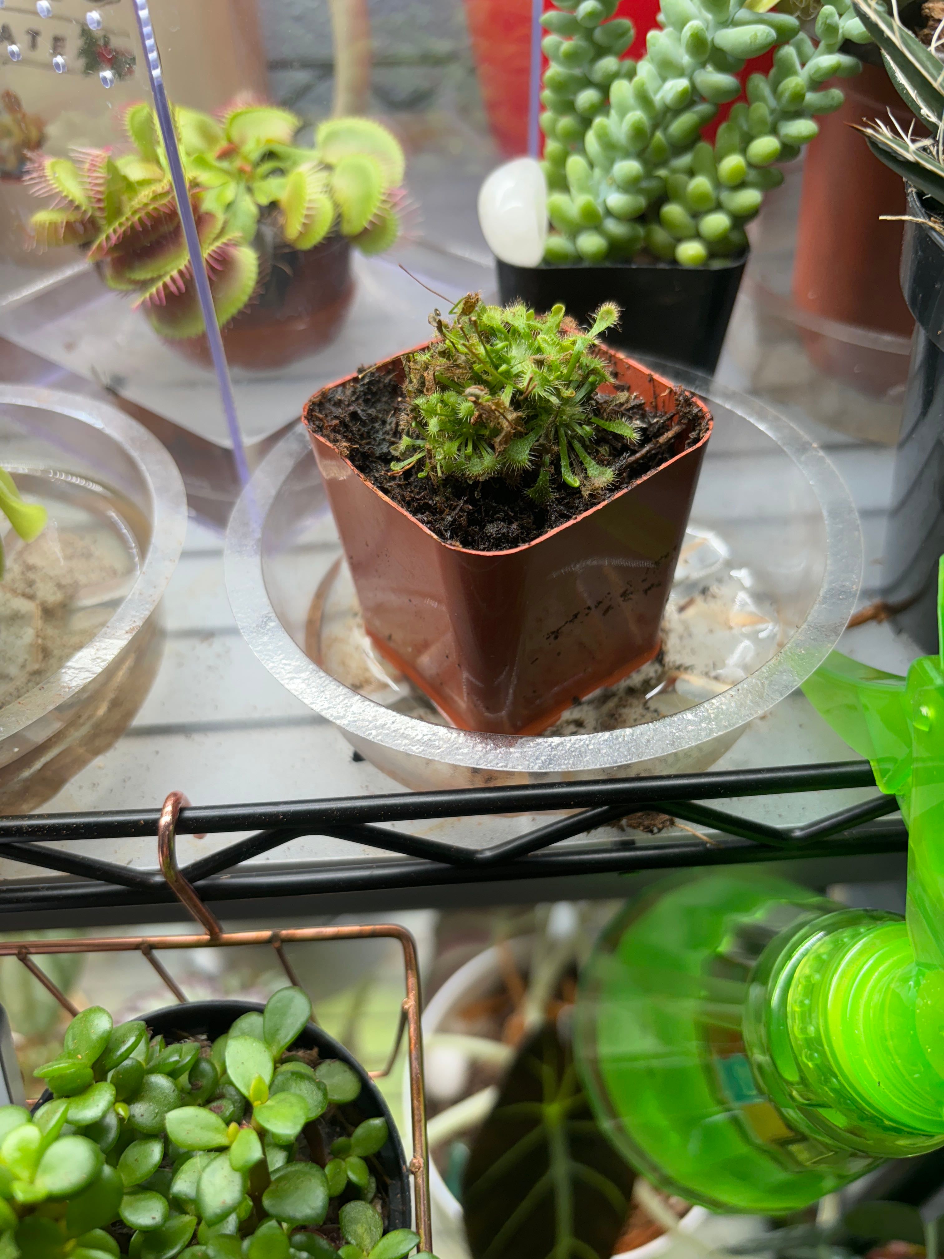 Sundew Plant Care: Water, Light, Nutrients | Greg App 🌱