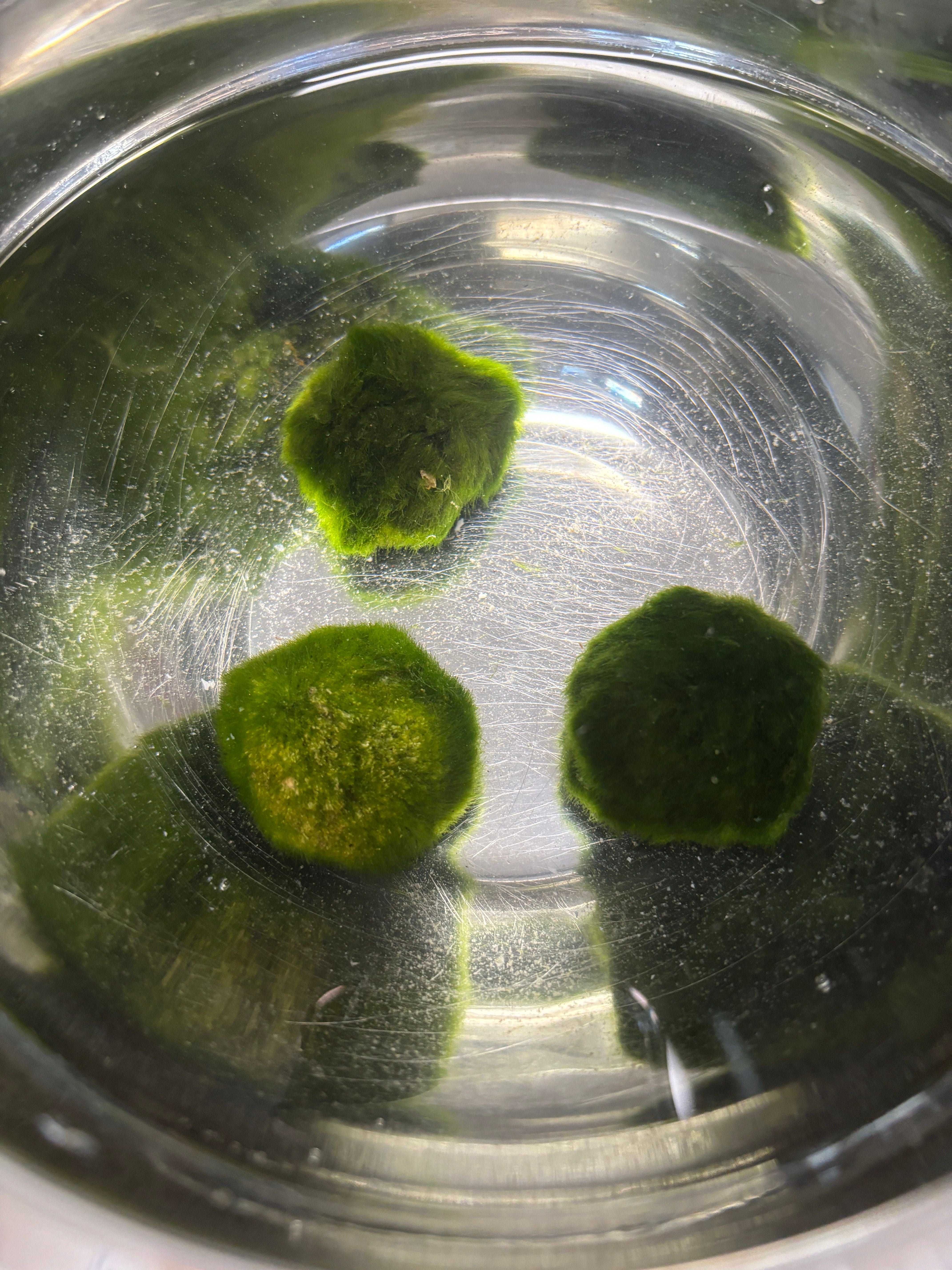Marimo Plant Care: Water, Light, Nutrients | Greg App 🌱