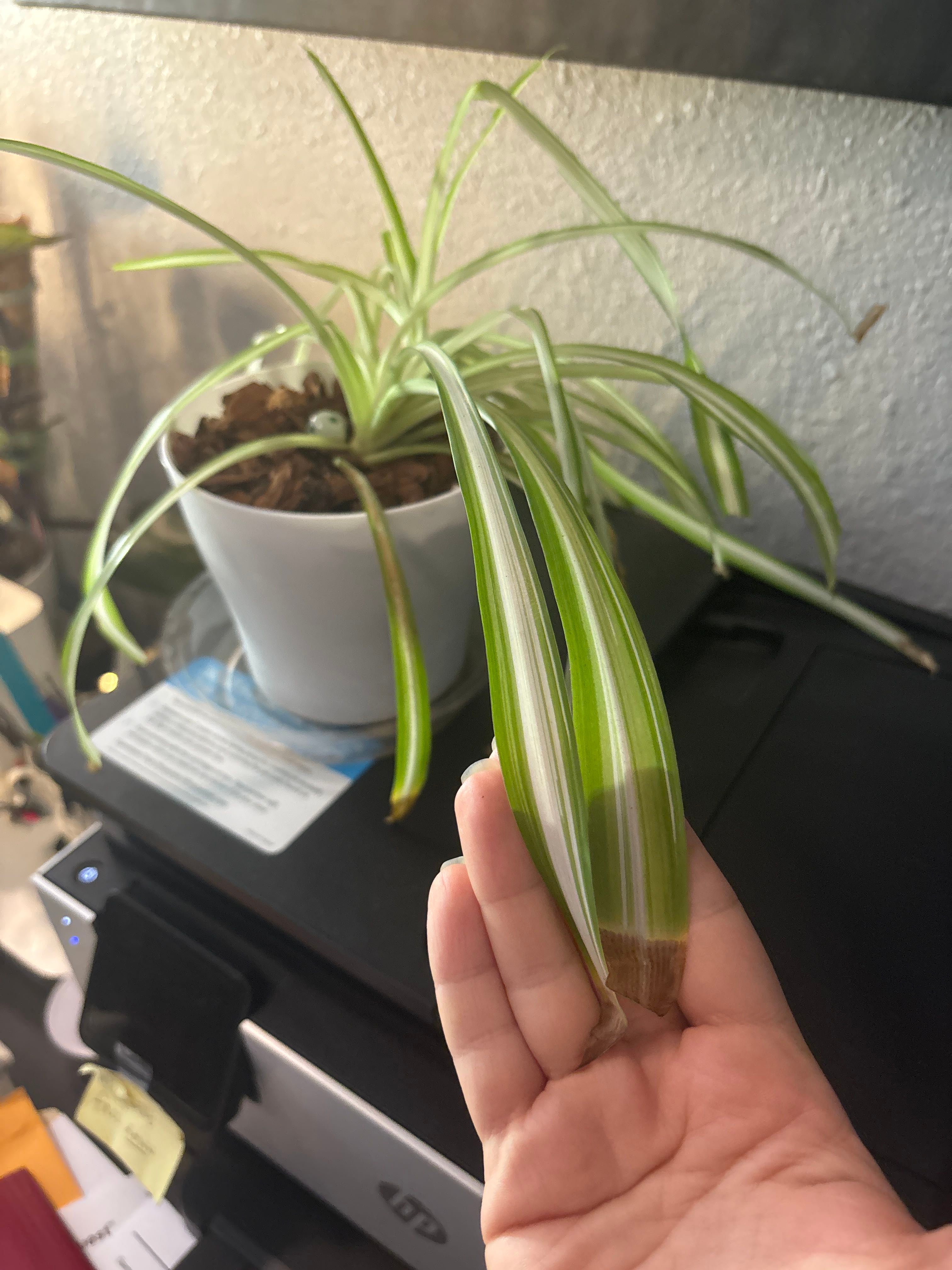 The Complete Spider Plant Plant Care Guide: Water, Light & Beyond