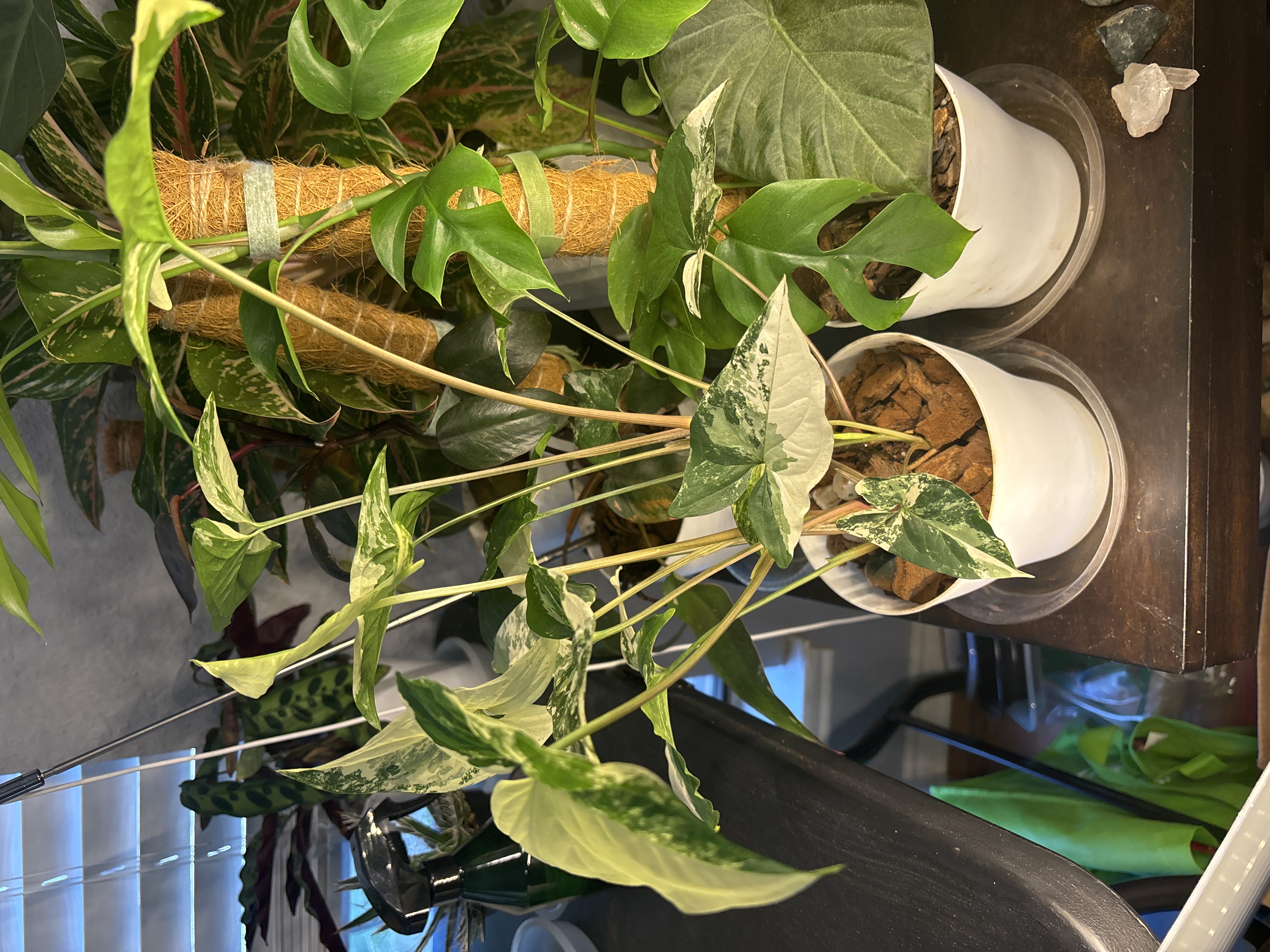 The Complete Syngonium Godzilla Plant Care Guide: Water, Light & Beyond