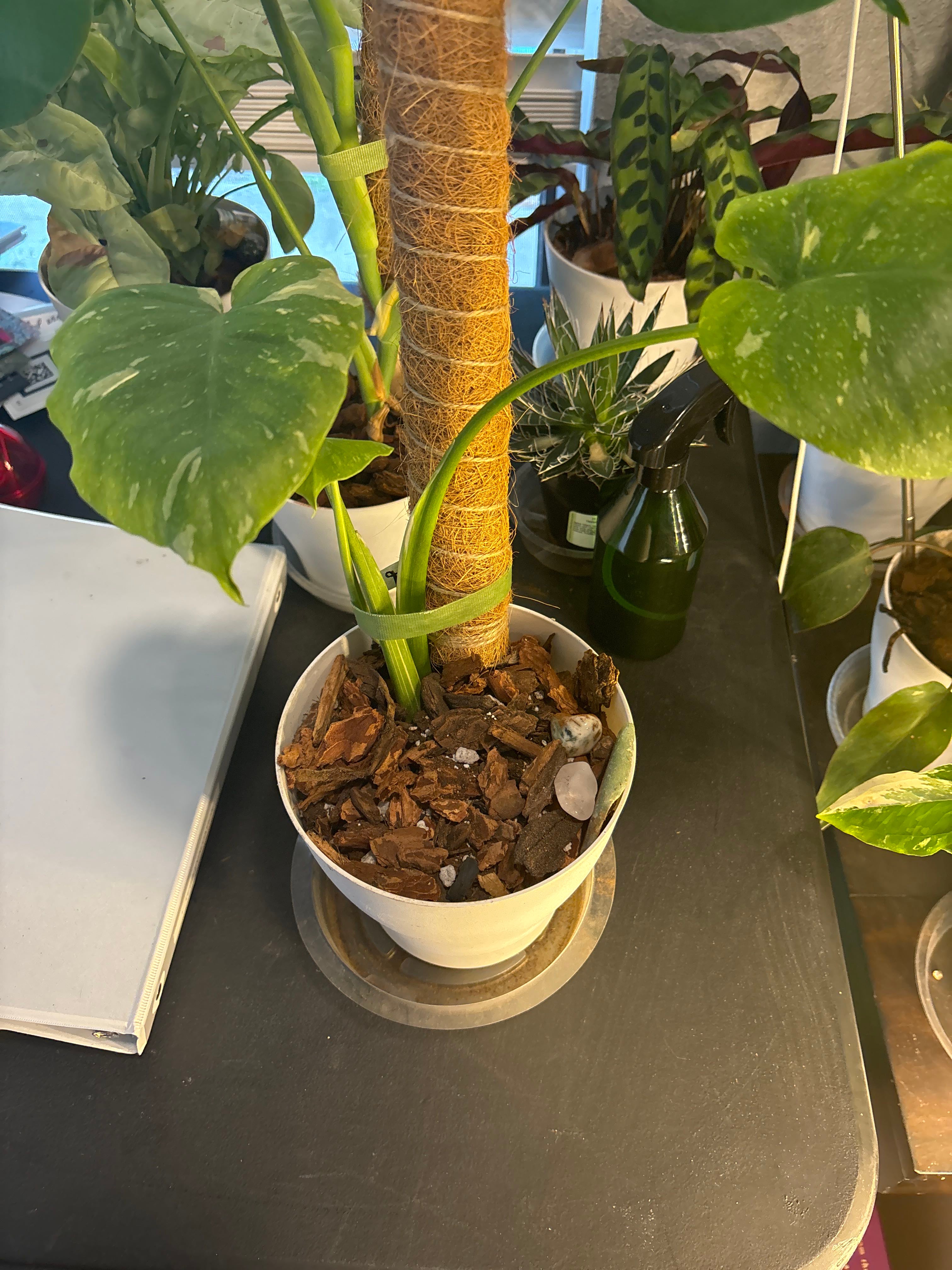 How Do I Propagate My Thai Constellation Monstera?