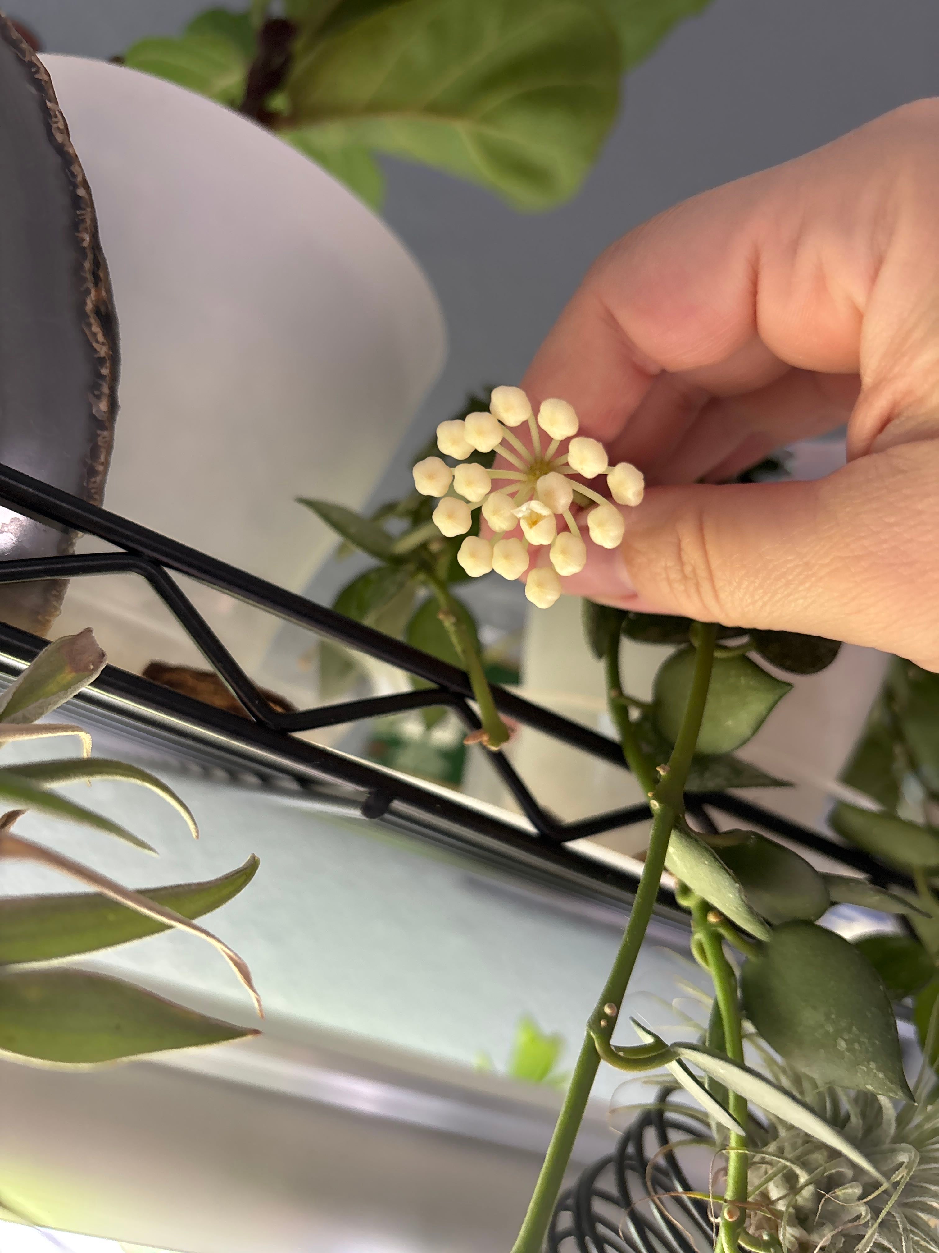 The Complete Hoya Chinghungensis Plant Care Guide: Water, Light & Beyond