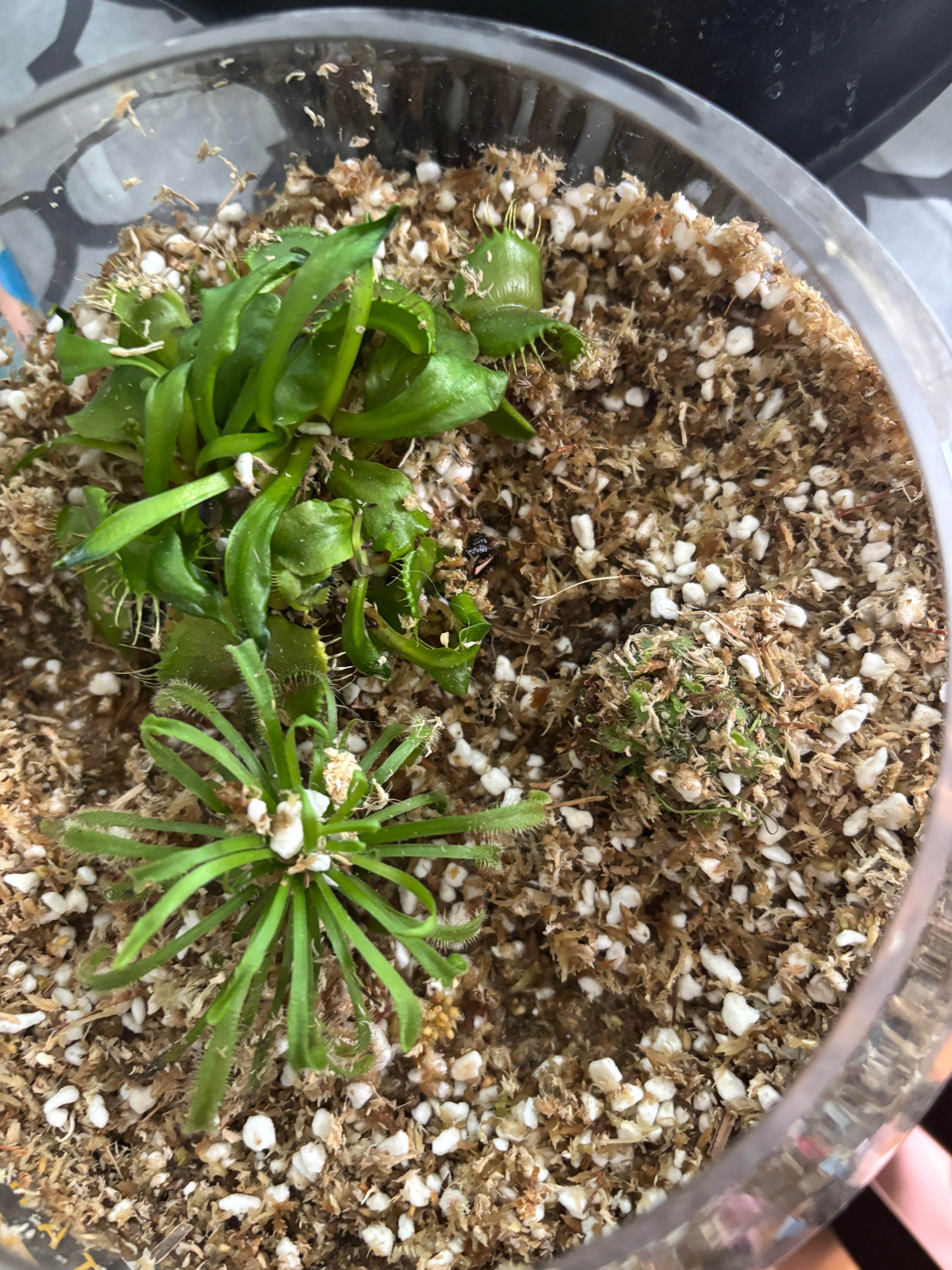 Lifespan of Sundew 🪲