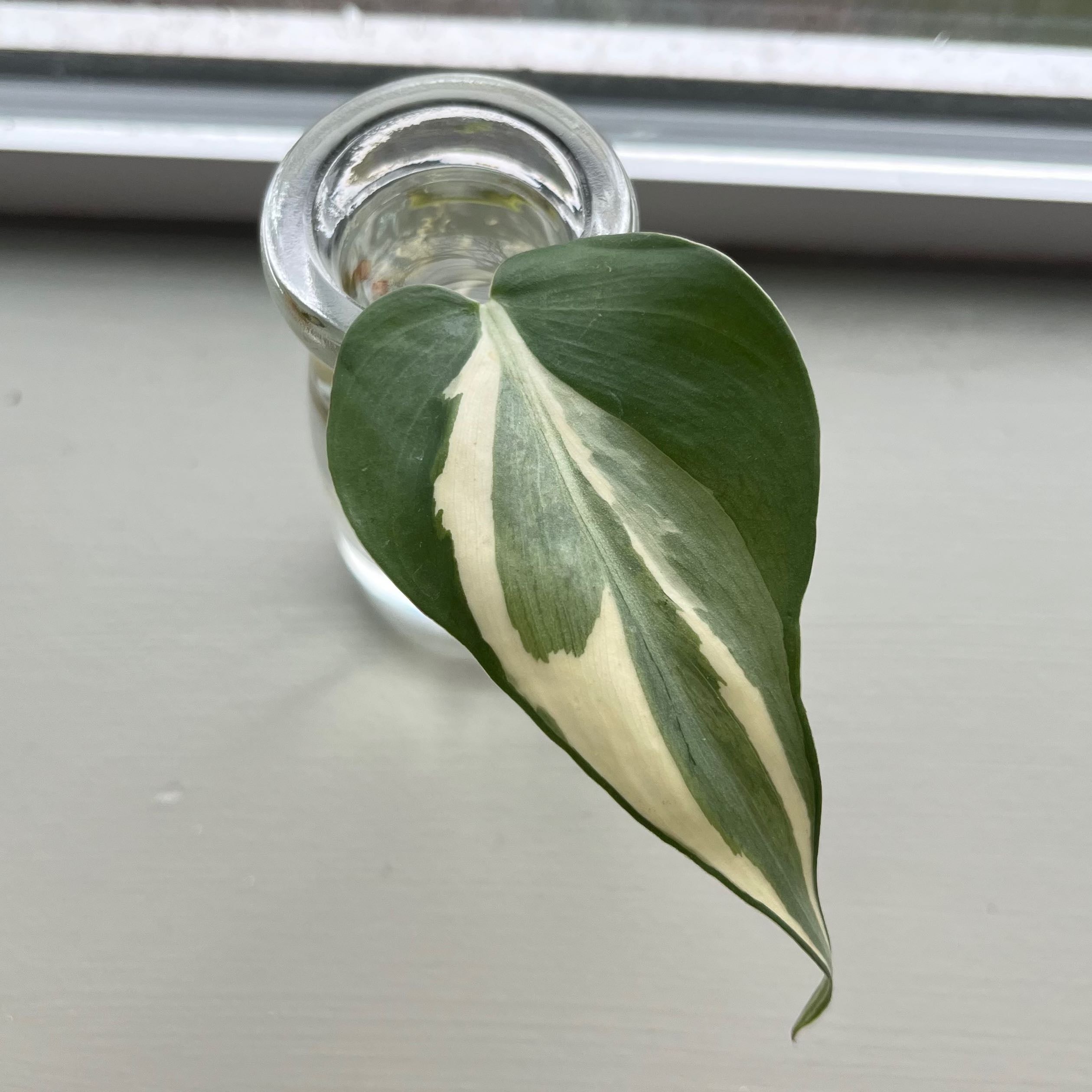 10 Benefits of Having a Philodendron 'Rio'