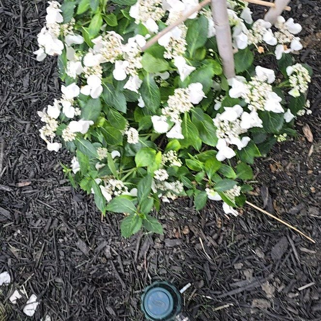 Fairytrail Bride™ Cascade Hydrangea Care 101: Water, Light & Growing Tips