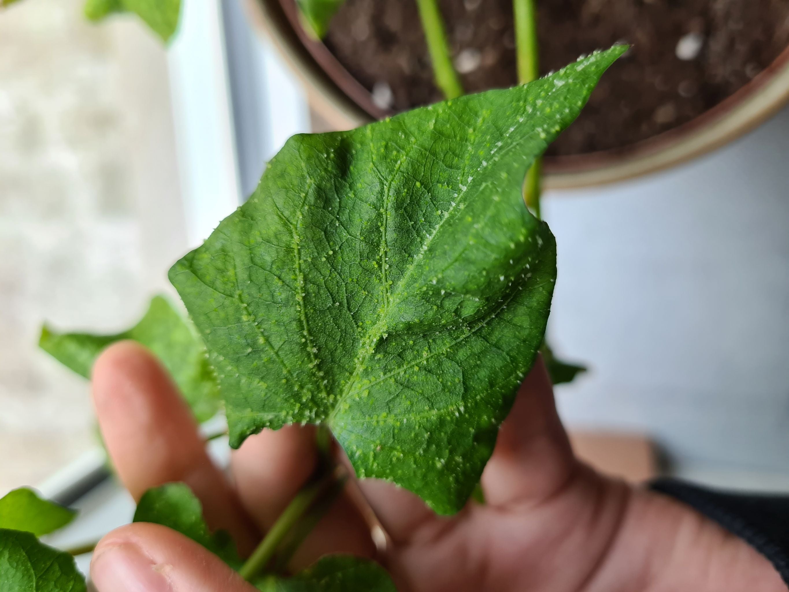 Propagating Your Sweet Potato Vine: Step-by-Step Guide