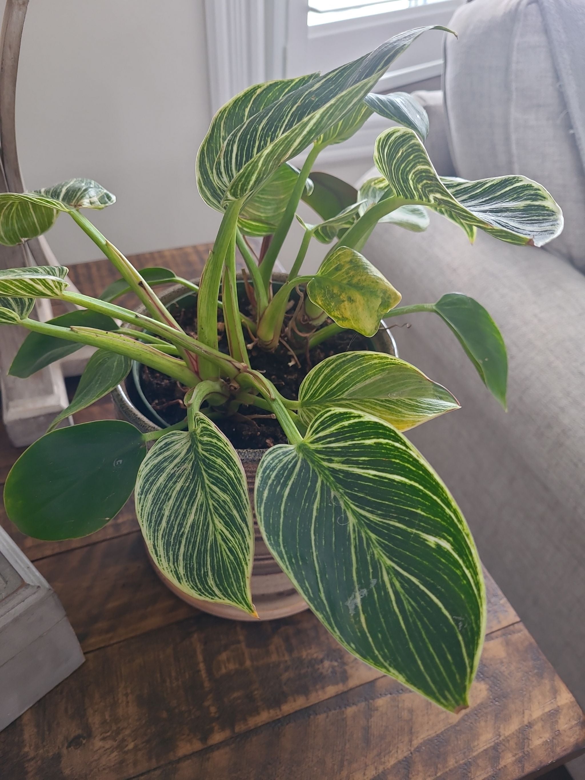 Yellow leaves Philo Birkin