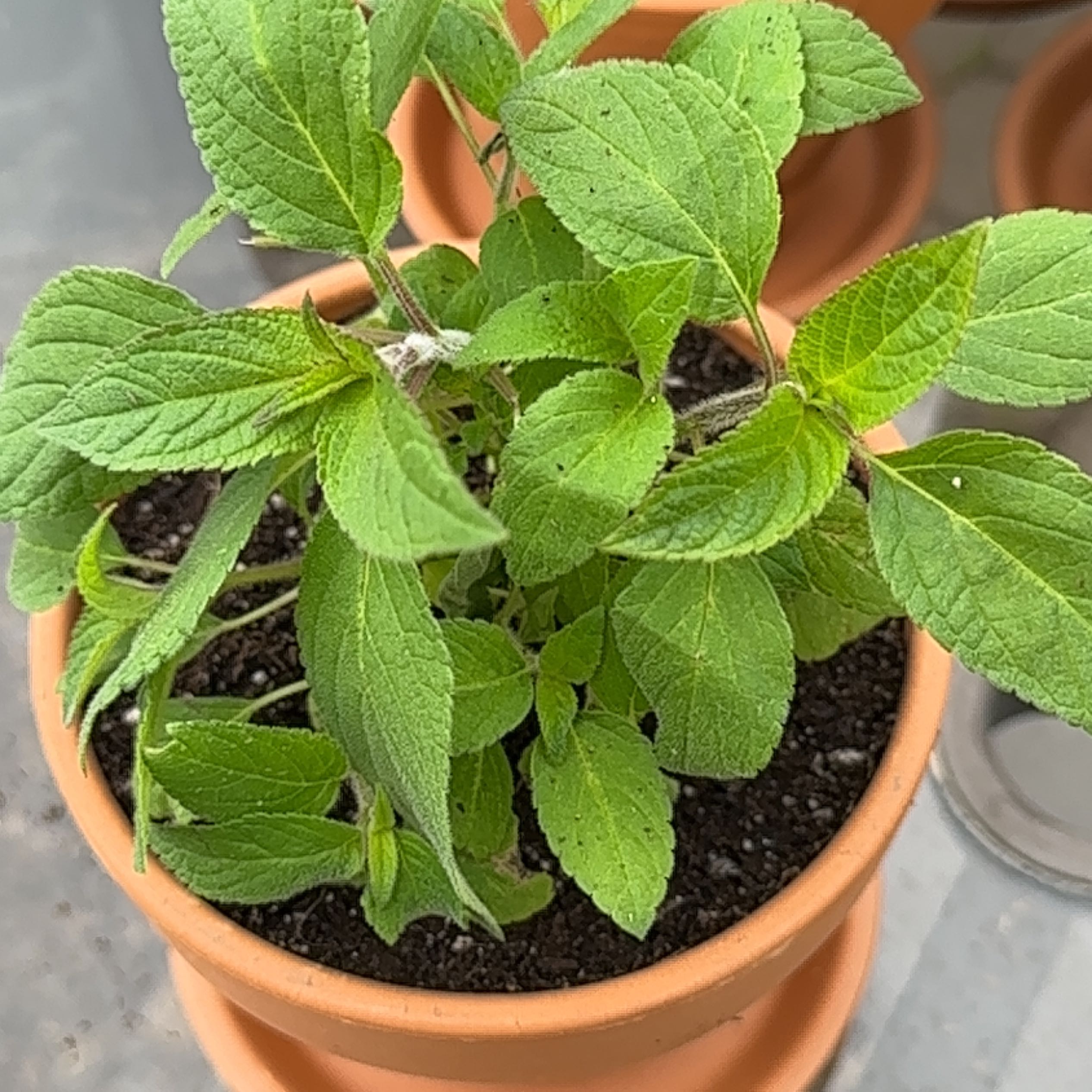 🍍 Propagating Your Pineapple Sage: Step-by-Step Guide