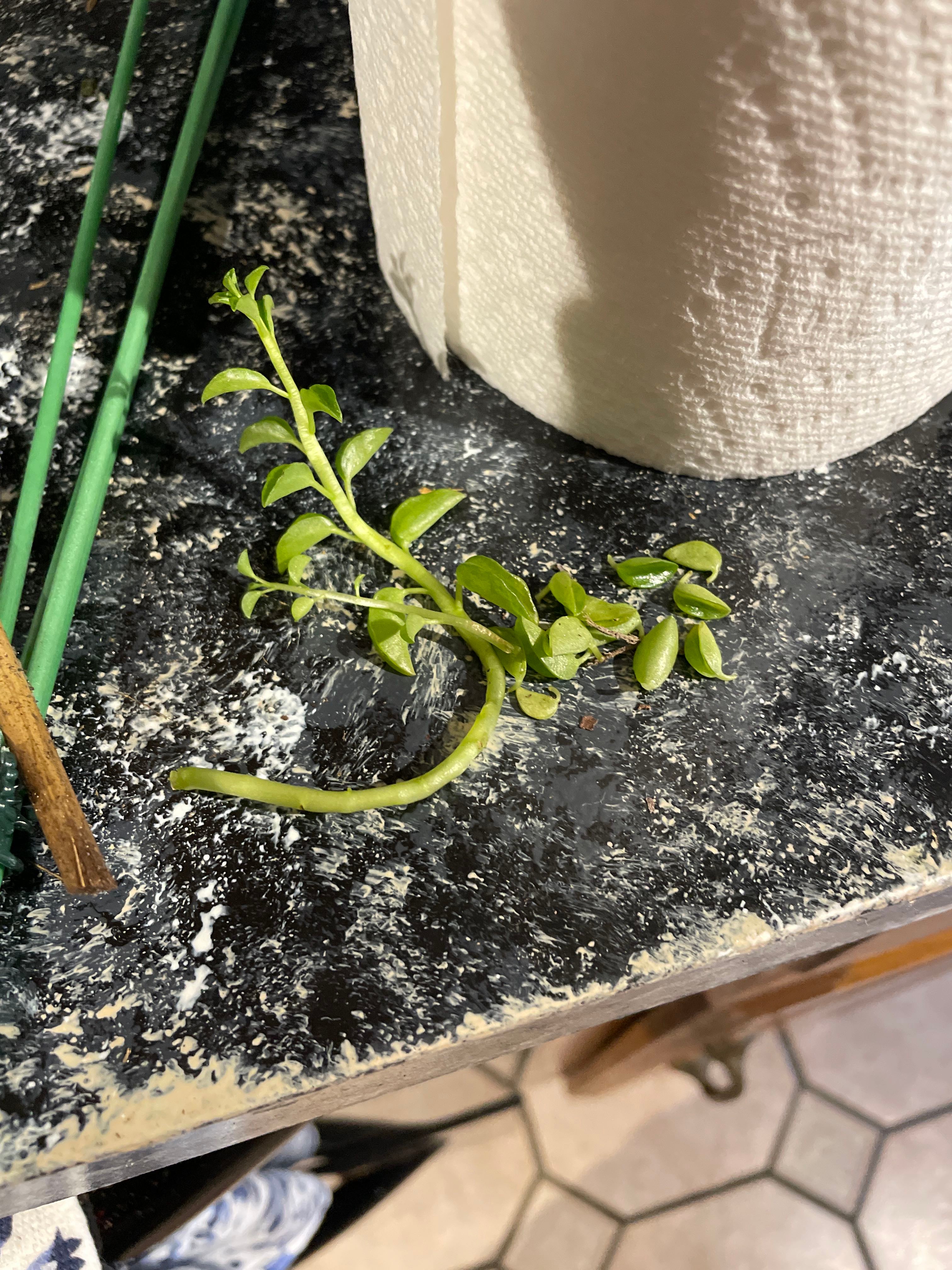 String of Raindrops: How Much Water & Light Does it Need to Thrive?