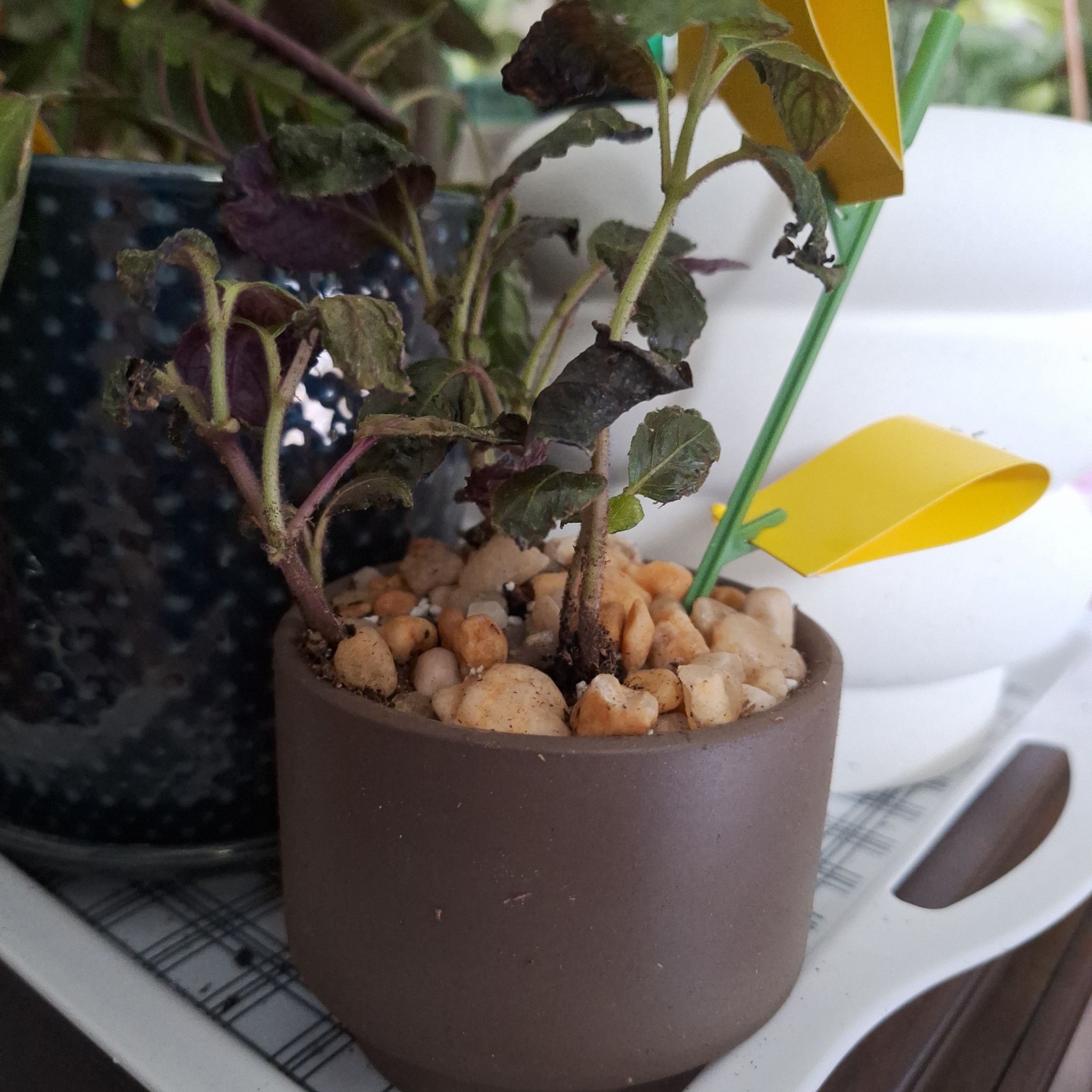 Dax | A plant by @FreshAngelrope on Greg