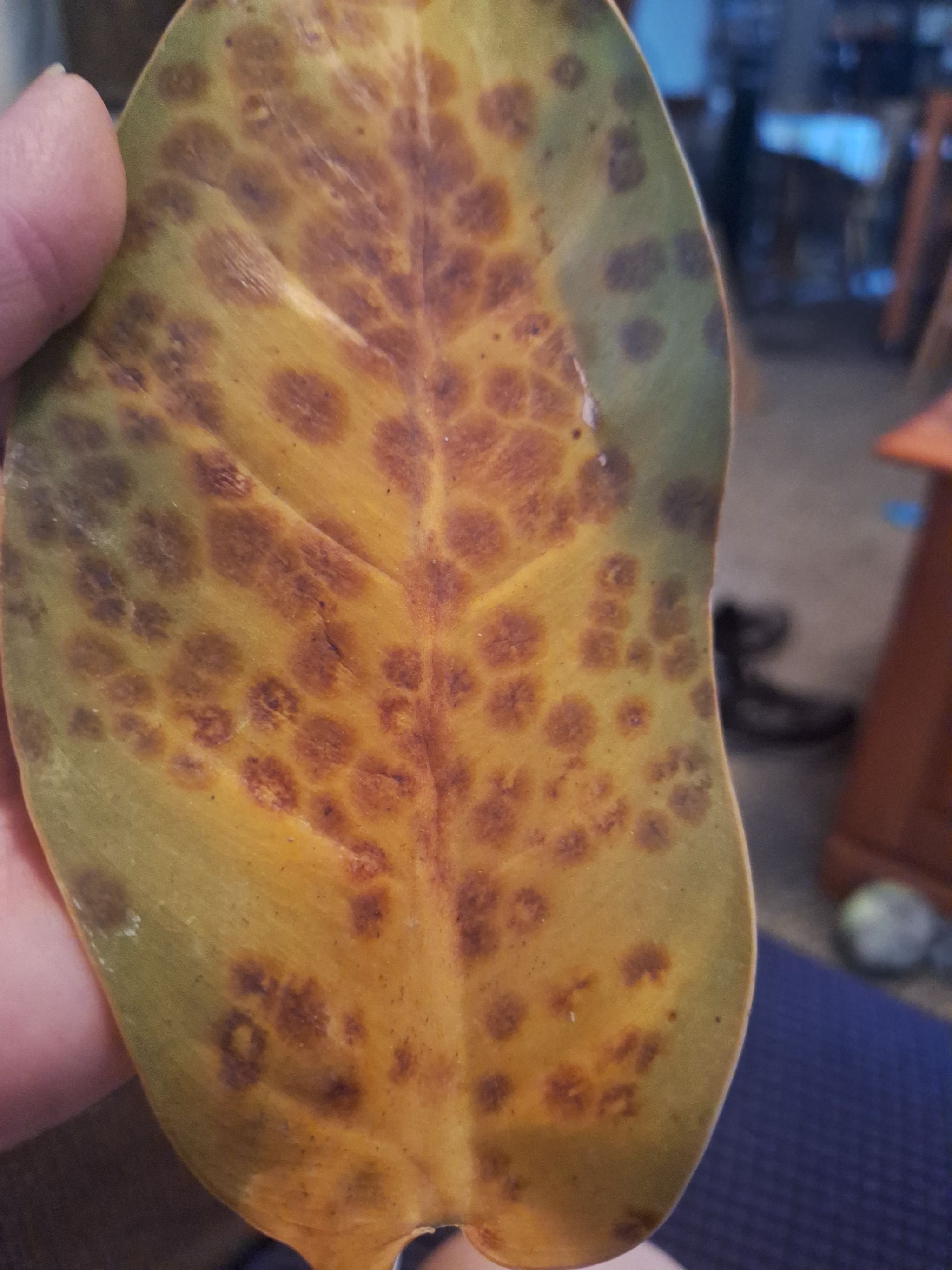 Artemis of mount cynthus | A plant by @HeirPeterscress on Greg