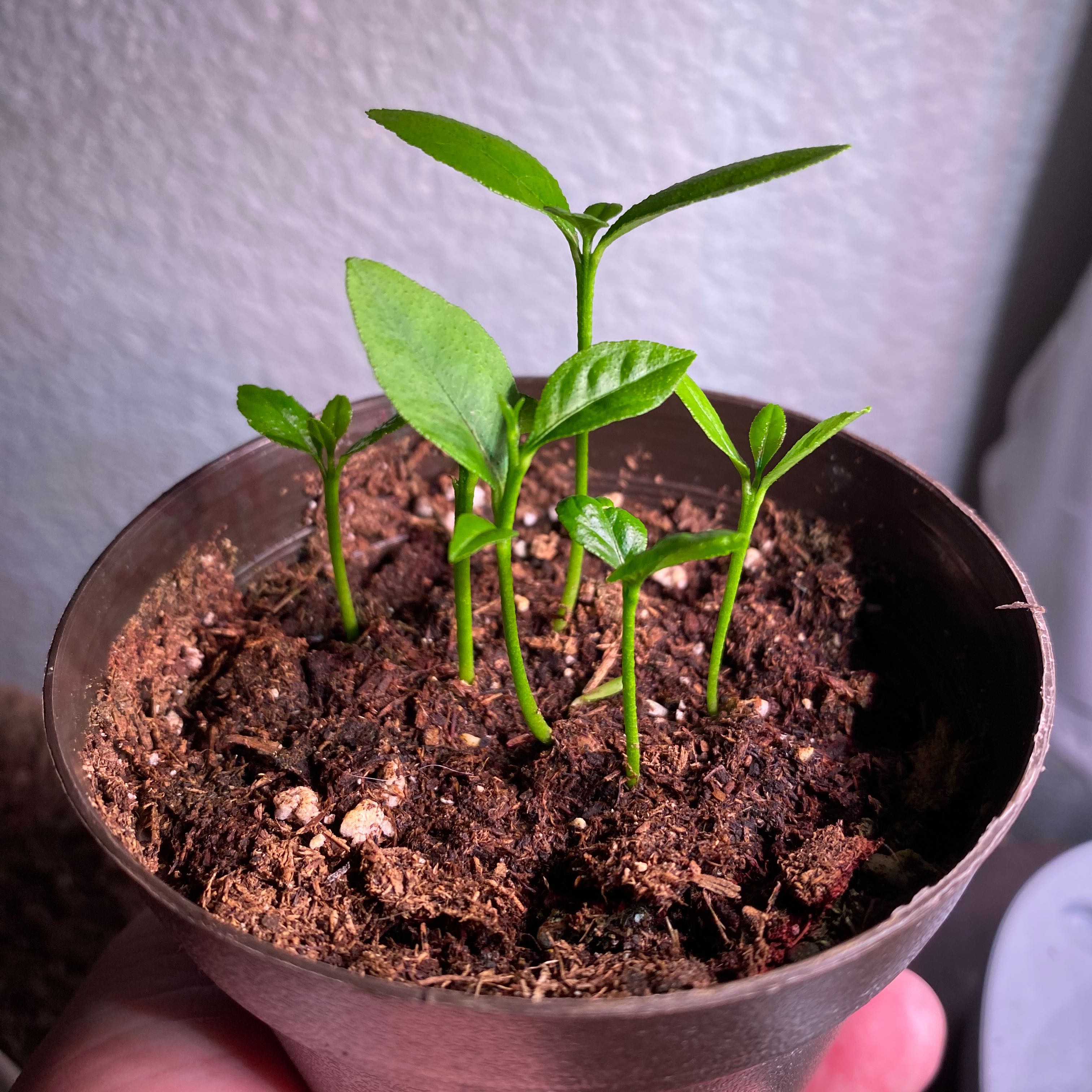 🍋 Soil Recommendations for Lemon Tree