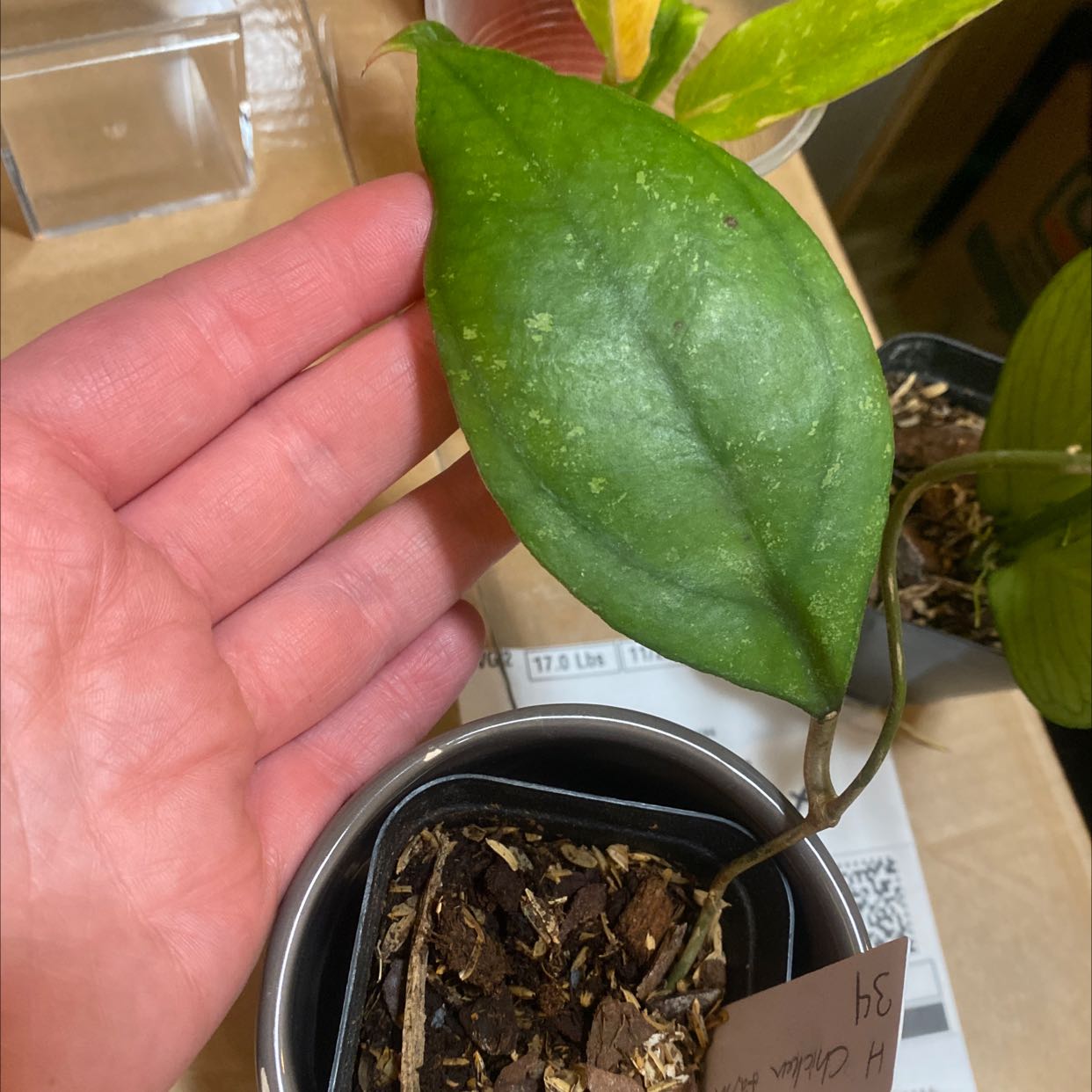 Personalized Hoya Chicken Farm Care: Water, Light, Nutrients | Greg App