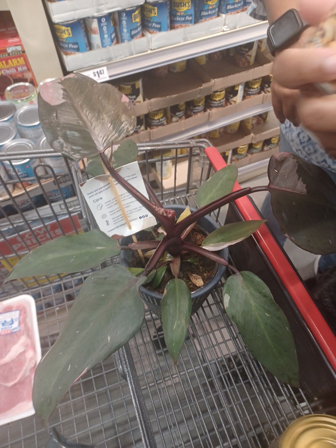 The Complete Philodendron campii 'Lynette' Plant Care Guide: Water ...