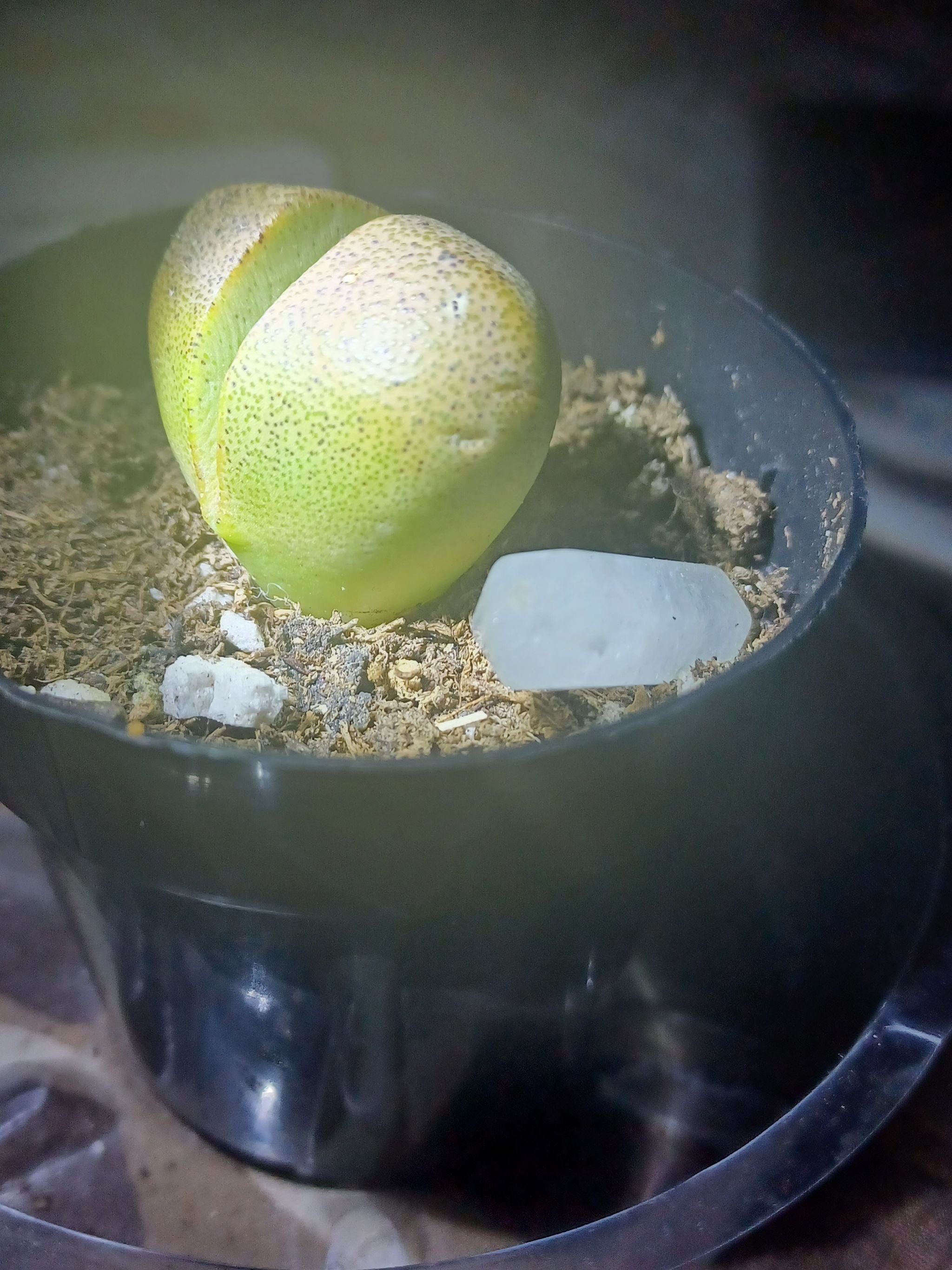 Black Spots on My Lithops optica Leaves