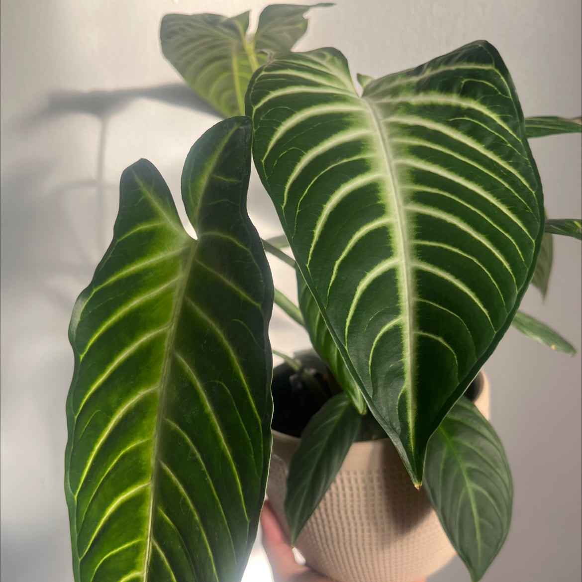 💧 Why Are My Xanthosoma Angel wings Leaves Droopy?