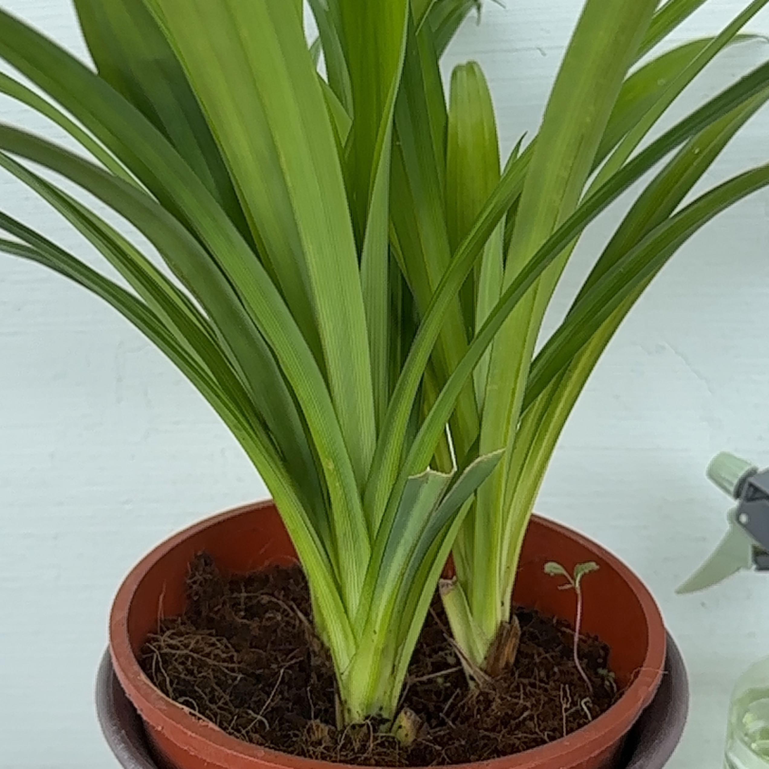 Best Soil for Pandan